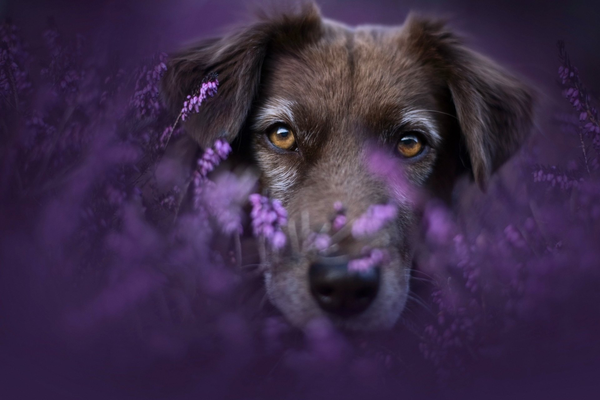 Animal Dog HD Wallpaper