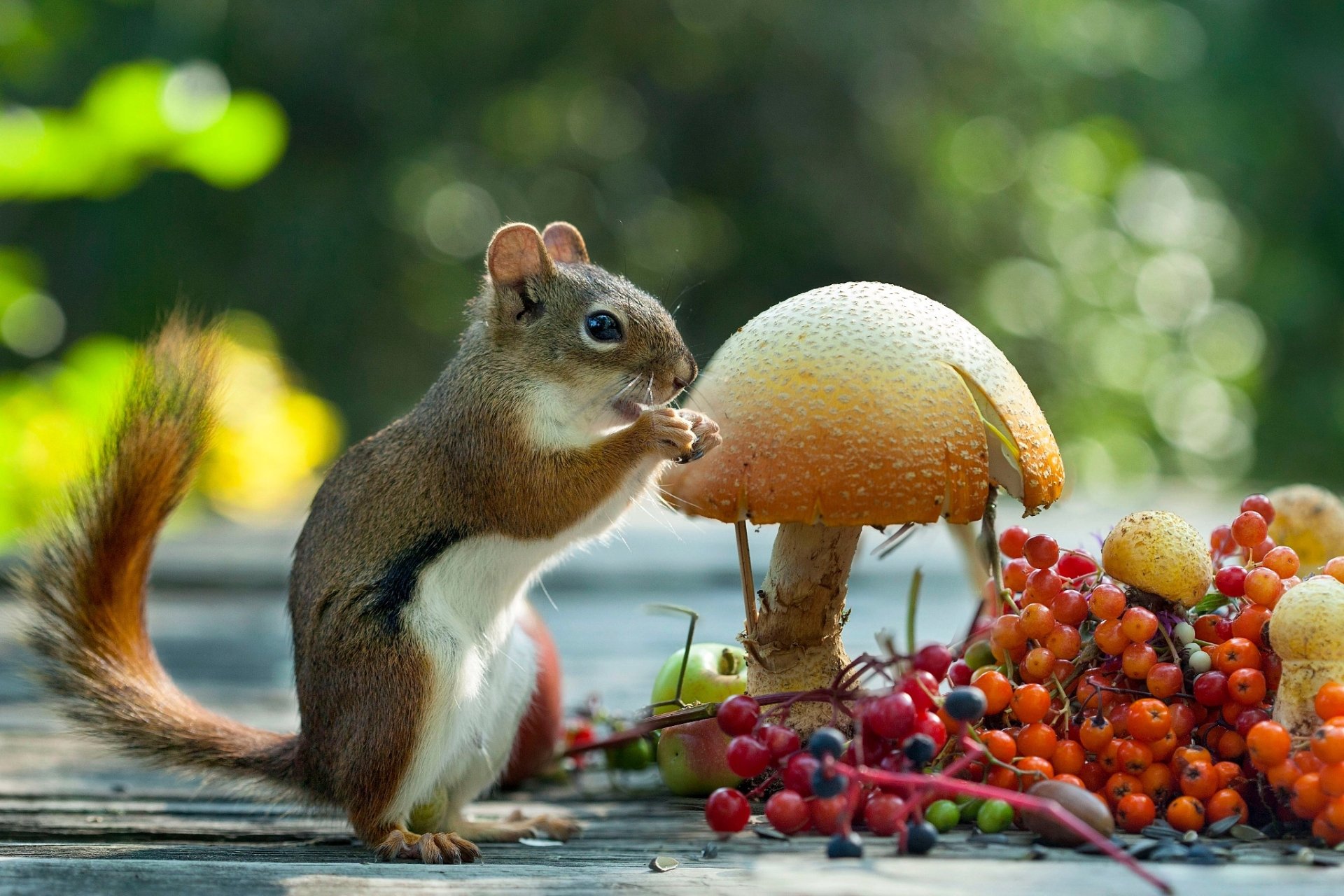 Download Mushroom Rodent Animal Squirrel HD Wallpaper | 2048x1365 ...