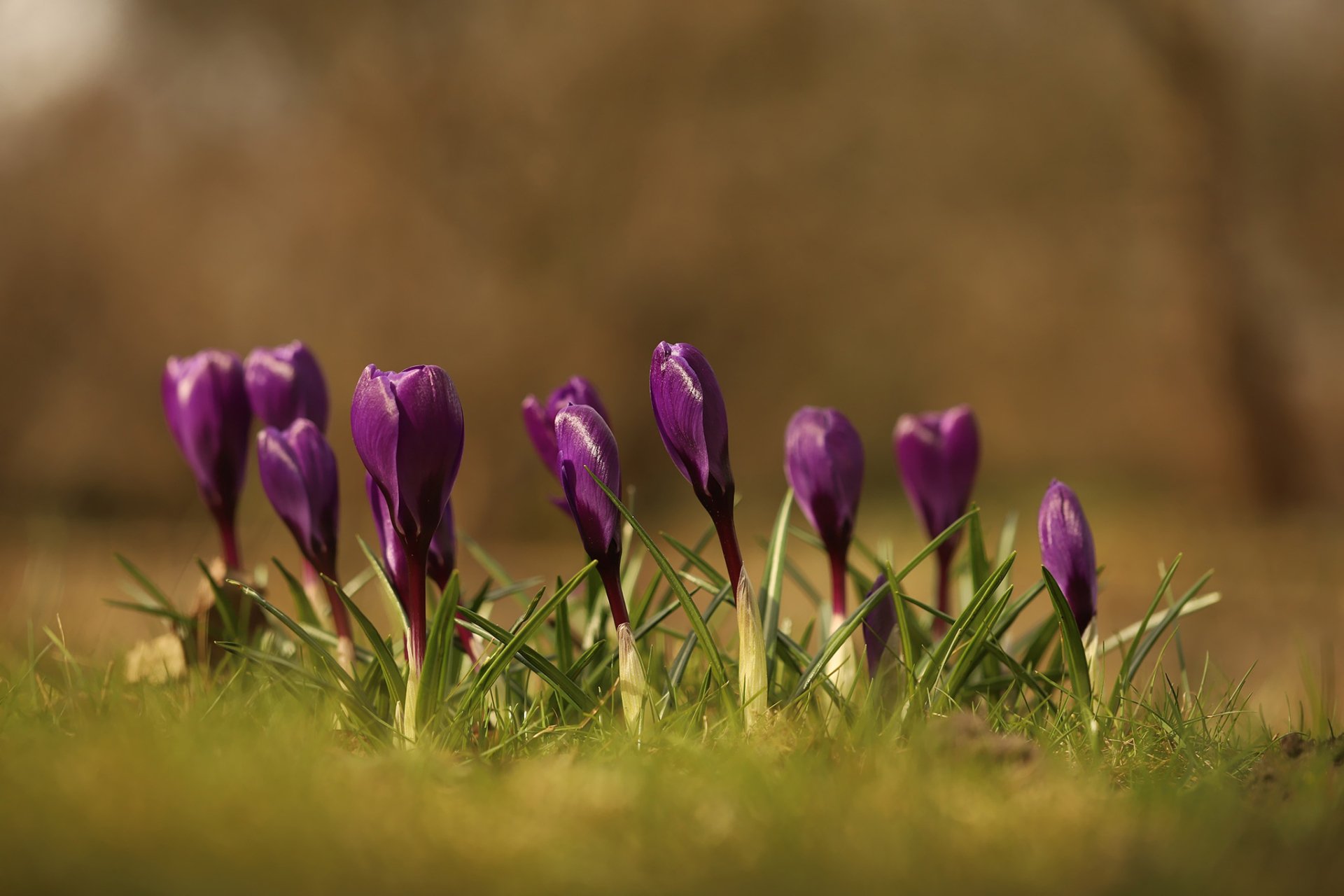 Download Nature Crocus HD Wallpaper
