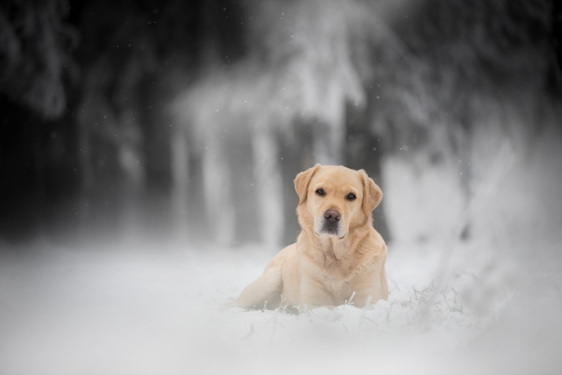 Download Dog Snow Winter Animal Labrador Retriever Winter Animals HD ...