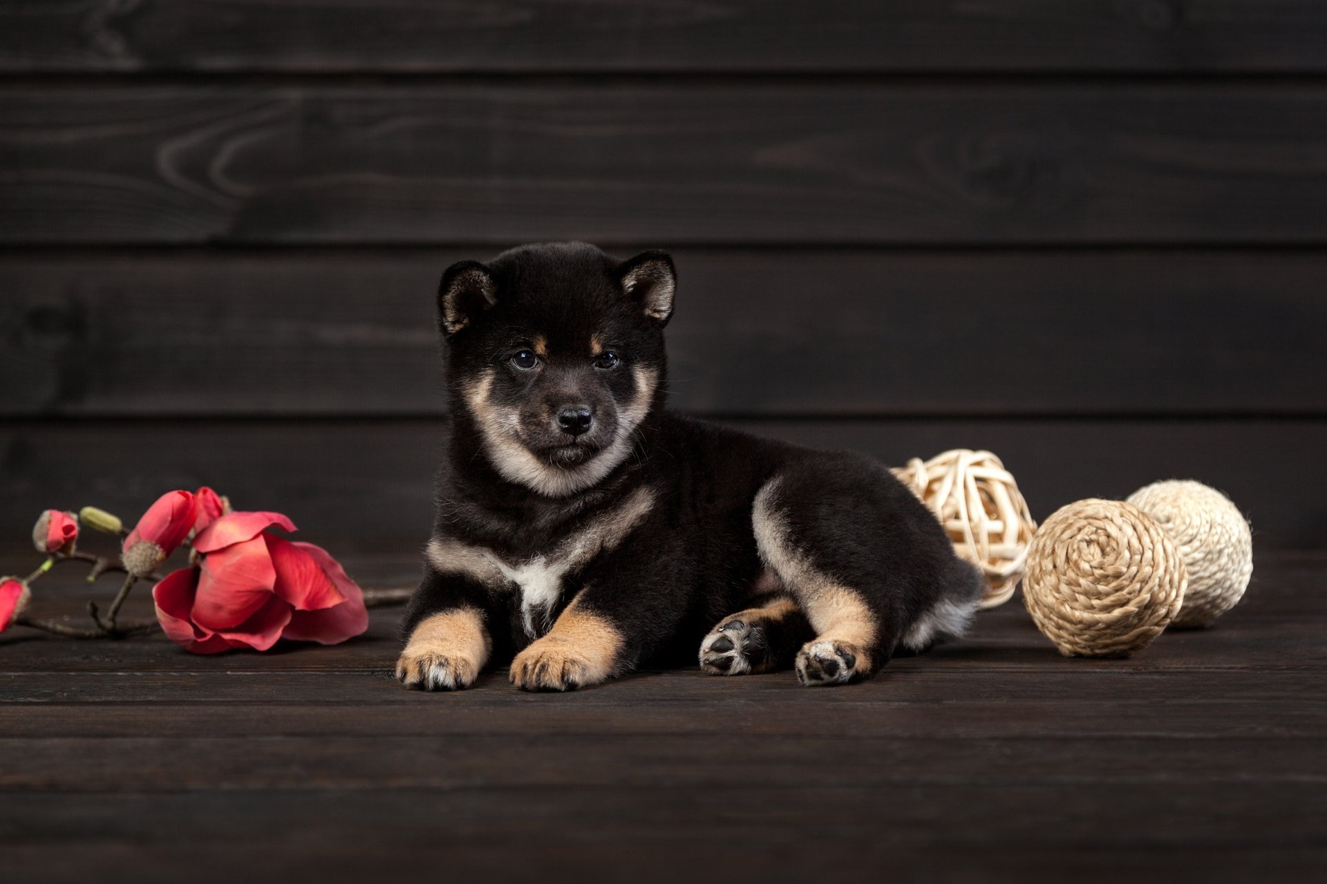 Download Puppy Baby Animal Dog Animal Shiba Inu HD Wallpaper ...