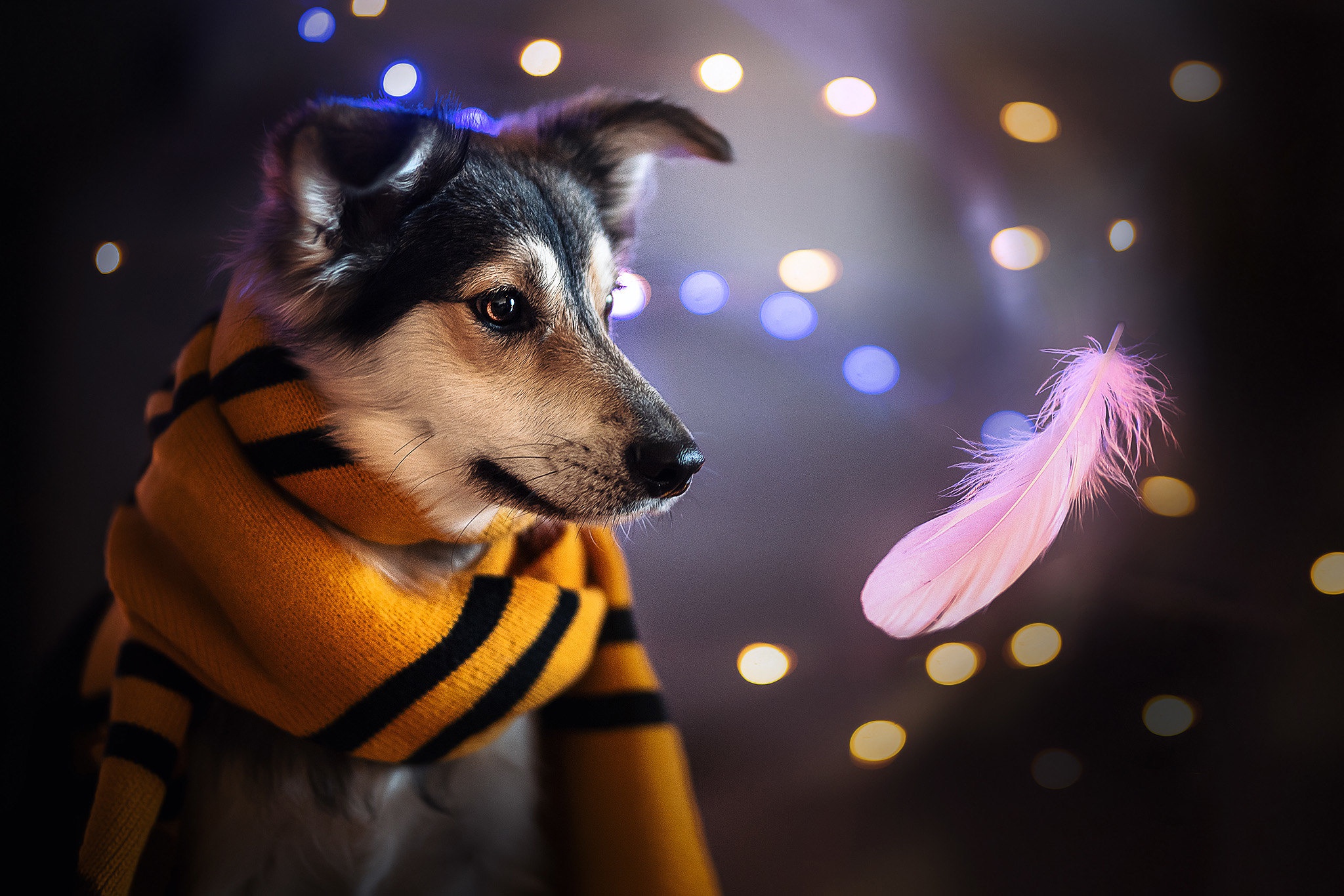 Dogs Wallpaper 2048x1152