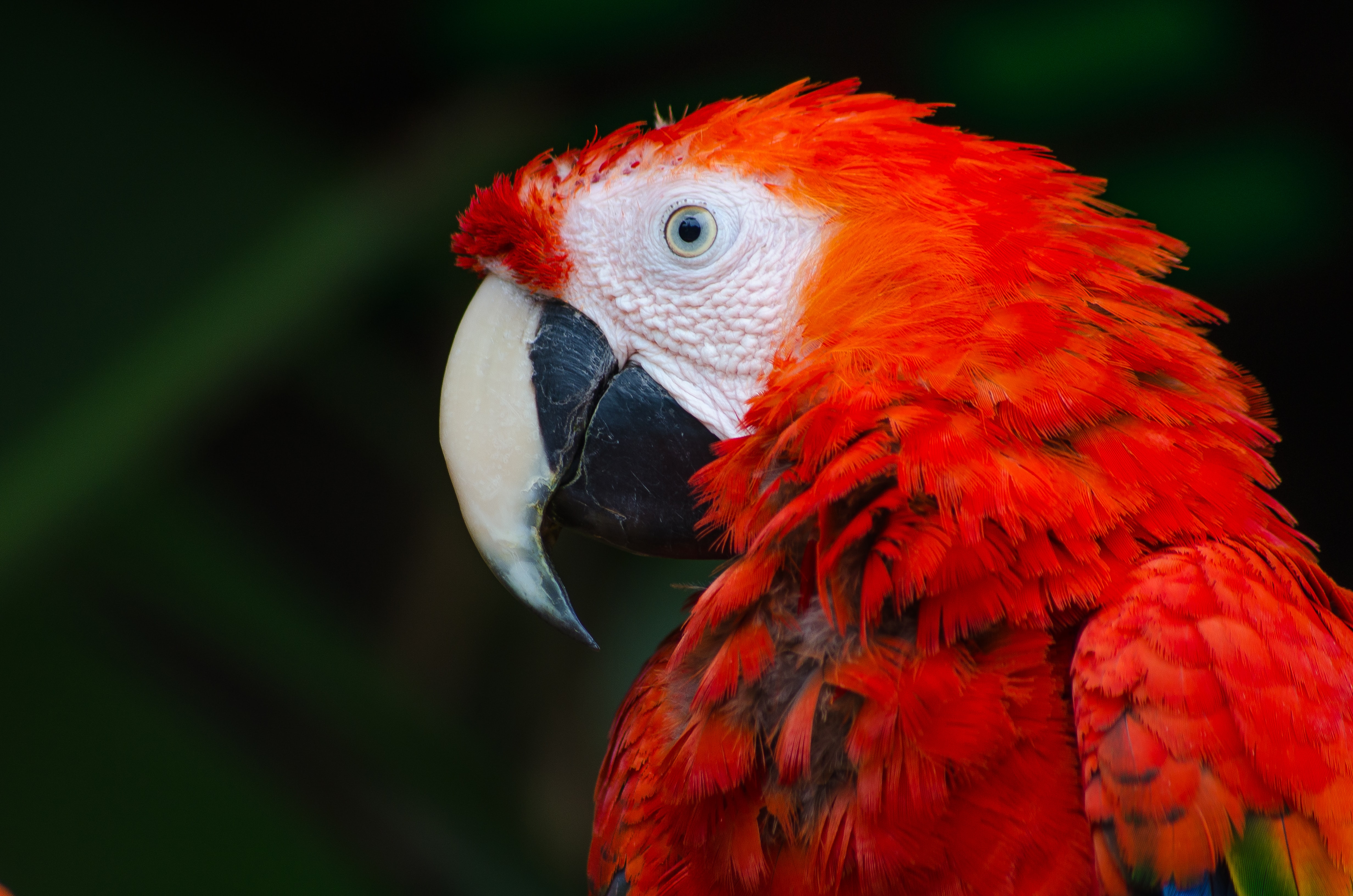Download Bird Animal Scarlet Macaw 4k Ultra HD Wallpaper by Ganapathy Kumar