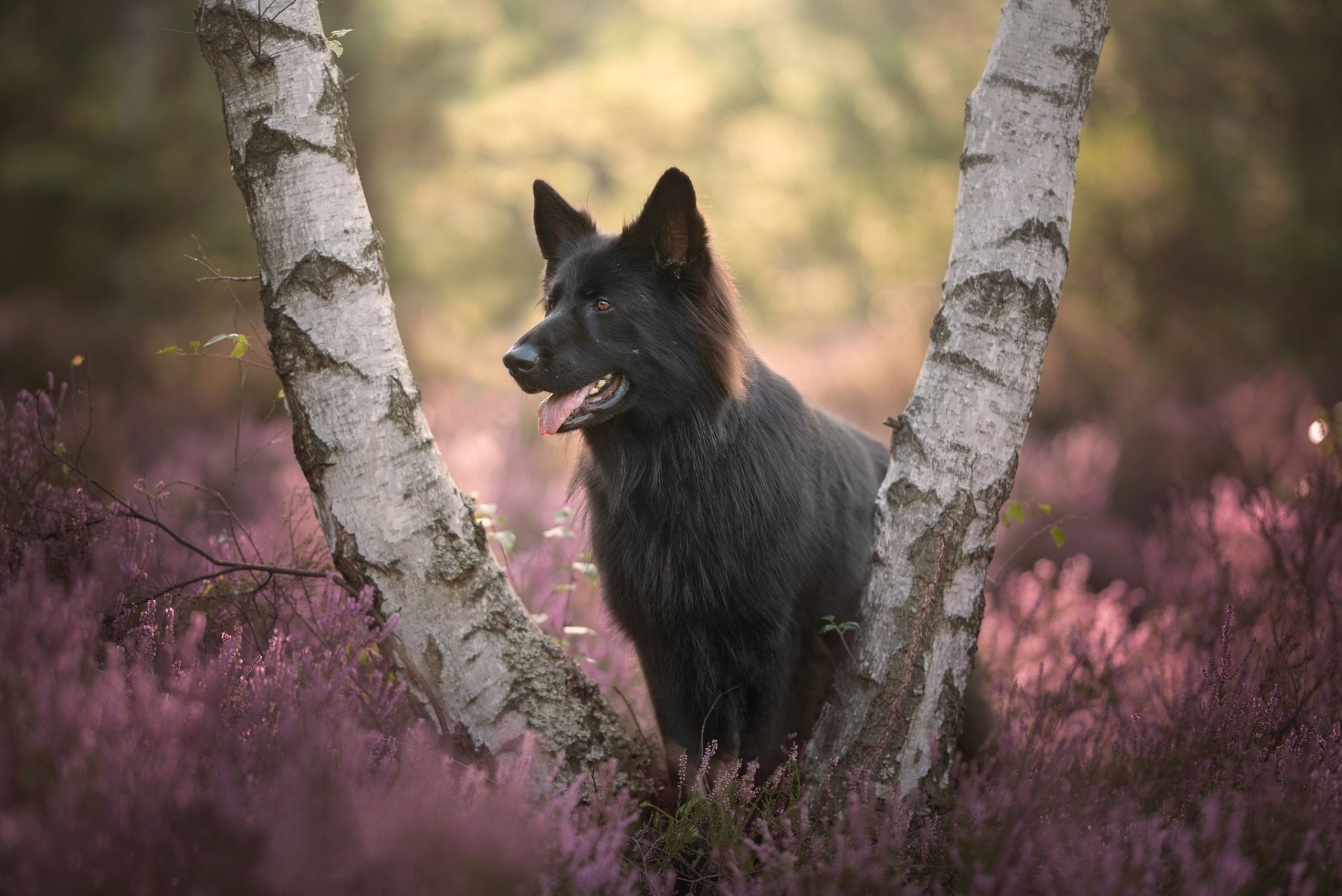 Download Animal German Shepherd HD Wallpaper | 2048x1367 | Wallpaper Abyss