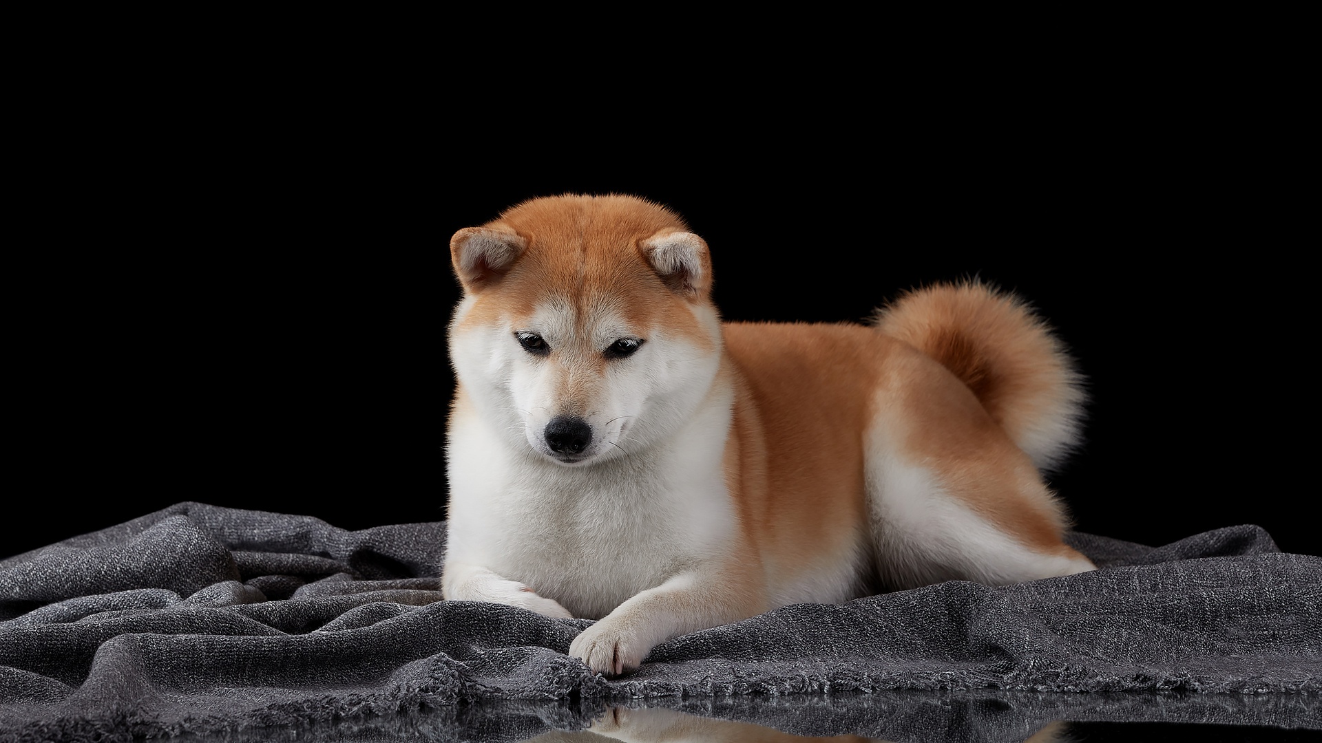 Shiba Inu HD Wallpaper