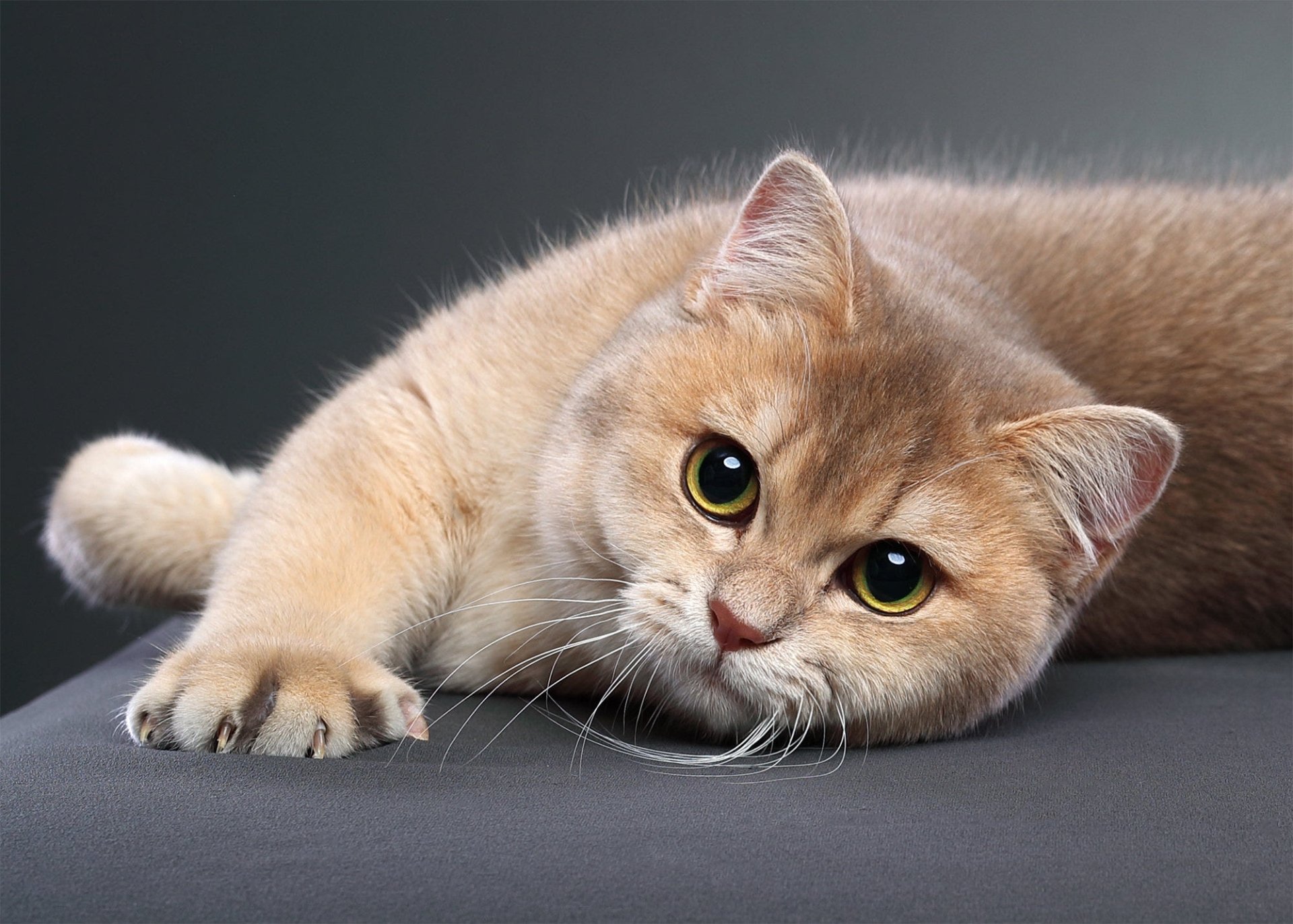 Download Animal Cat HD Wallpaper