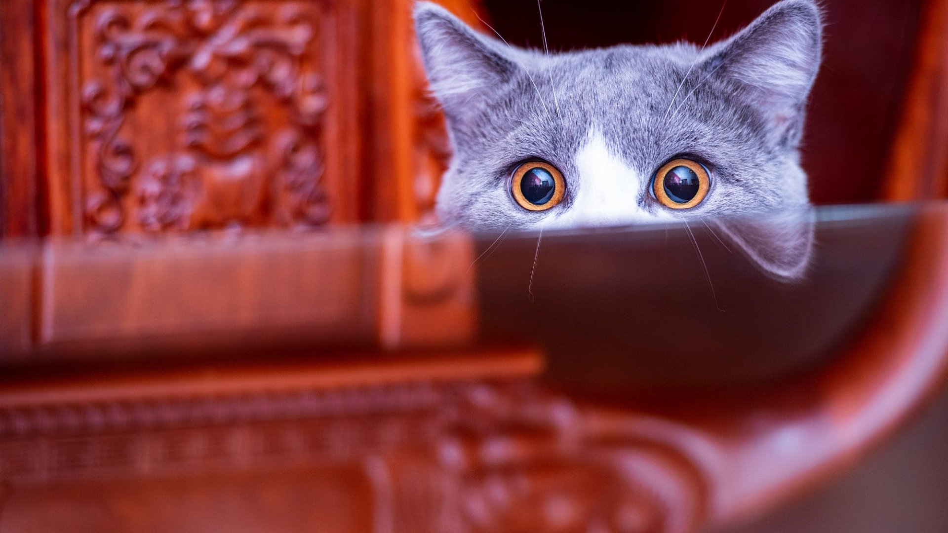 Download Stare Animal Cat HD Wallpaper | 2000x1125 | Wallpaper Abyss