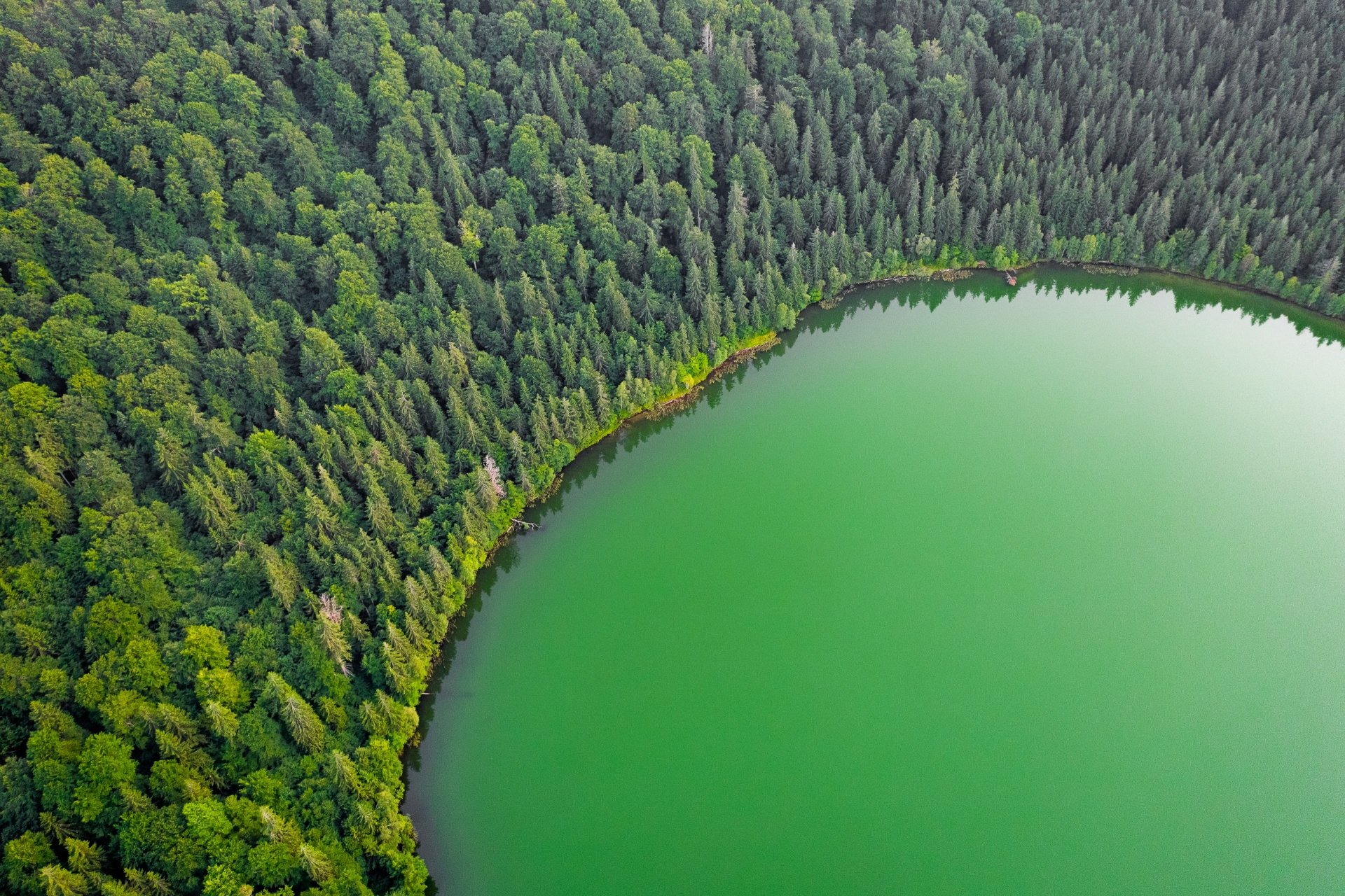 Download Greenery Lake Forest Photography Aerial 4k Ultra HD Wallpaper ...