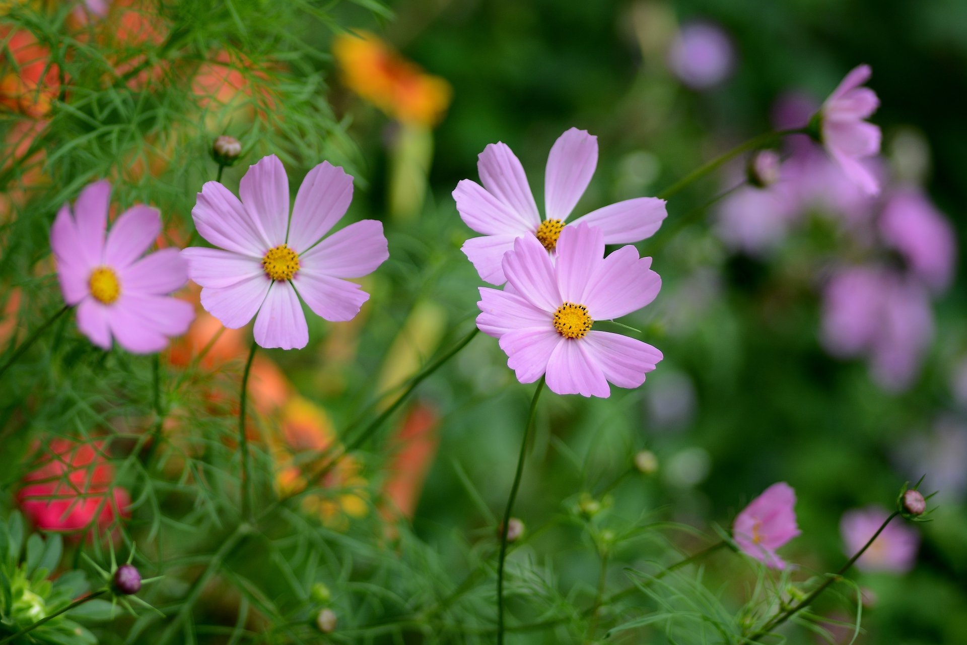 Download Pink Flower Nature Cosmos (Plant) 4k Ultra HD Wallpaper