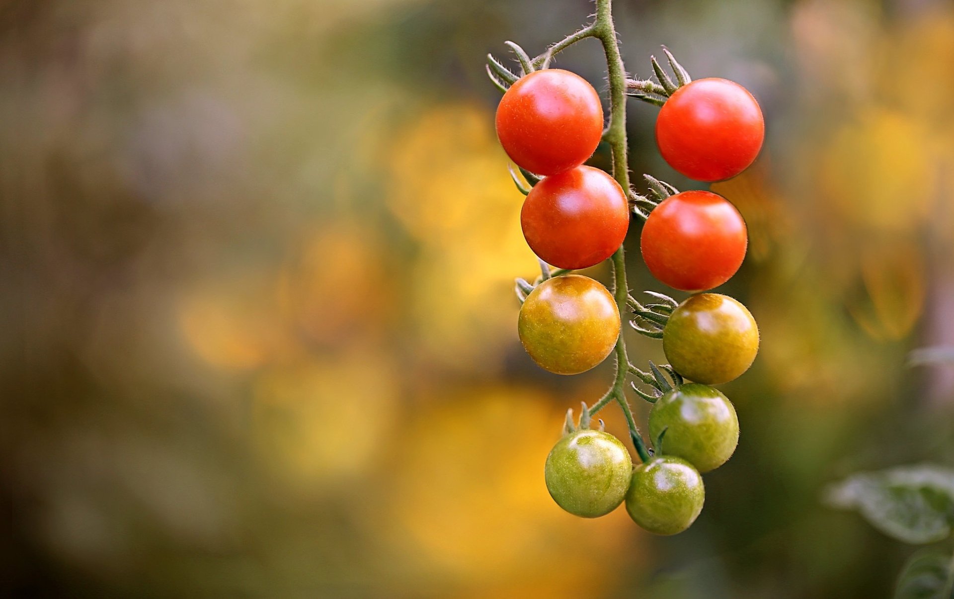 Food Tomato HD Wallpaper