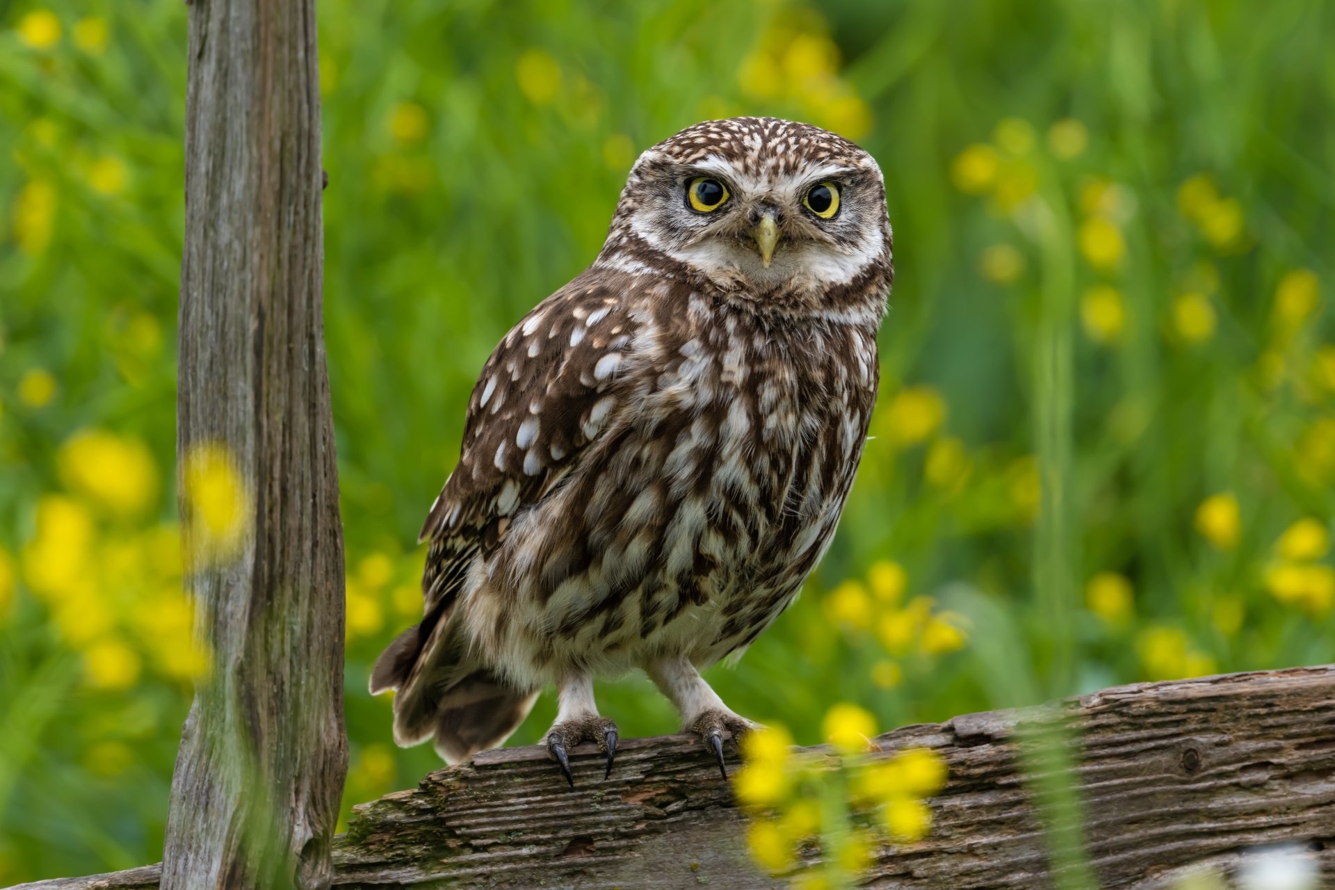 Download Animal Owl 4k Ultra HD Wallpaper | 4095x2730 | Wallpaper Abyss