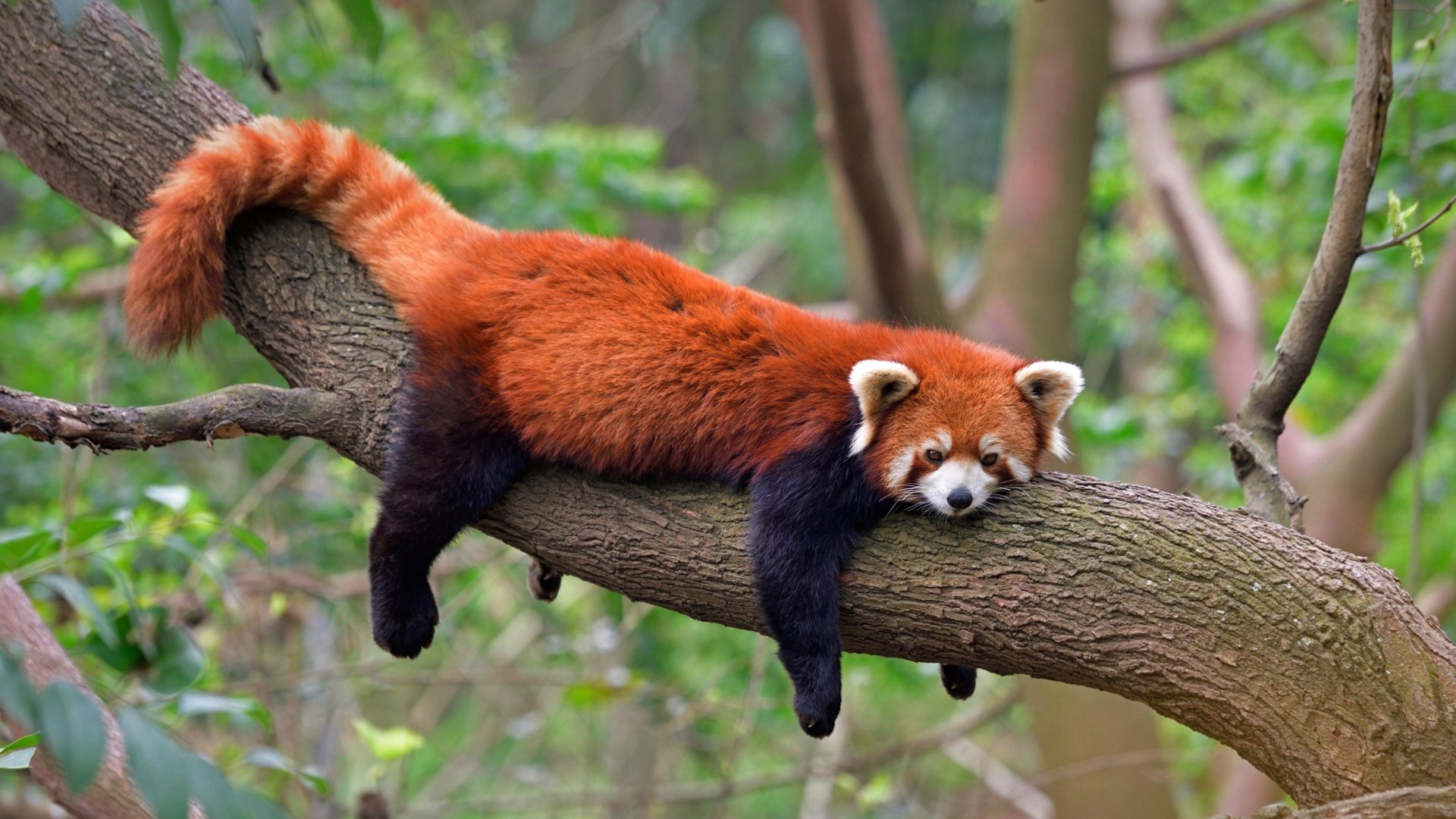 4K Ultra HD Red Panda Relaxing In Nature Stunning Animal Wallpaper