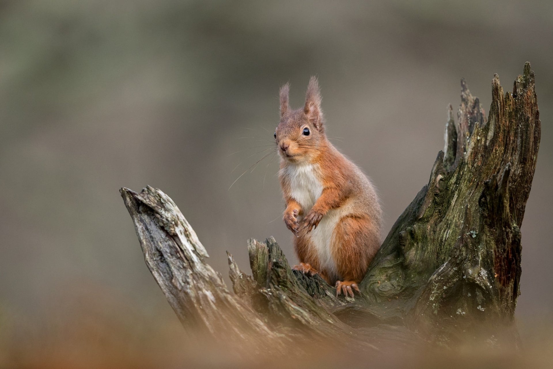 Download Rodent Animal Squirrel HD Wallpaper