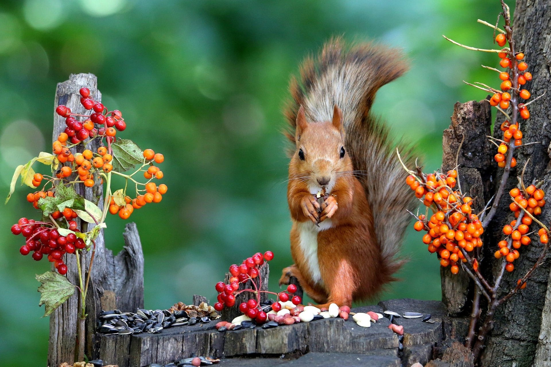 Download Rodent Animal Squirrel HD Wallpaper