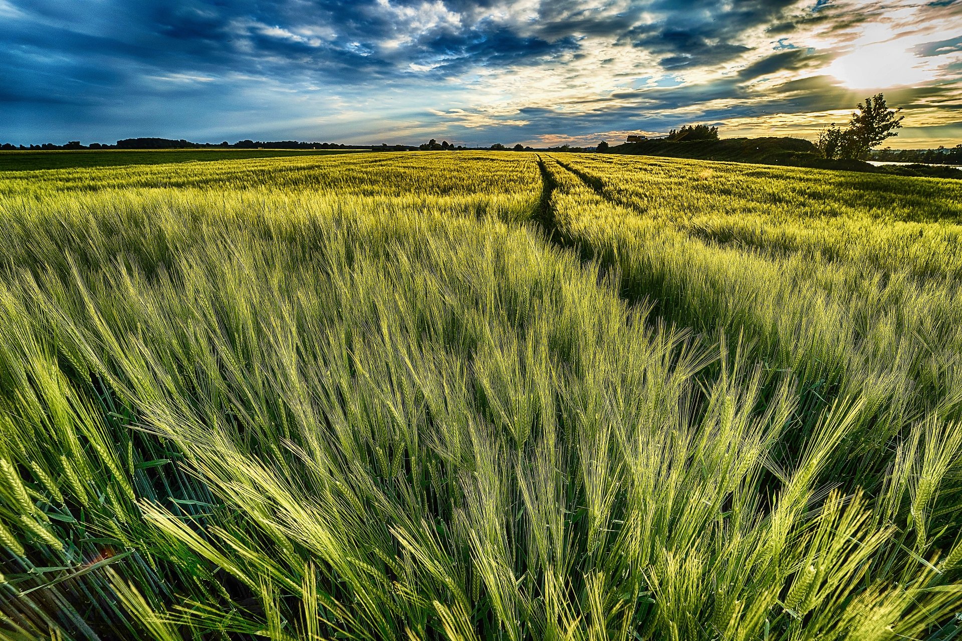 Download Field Nature Wheat 4k Ultra HD Wallpaper
