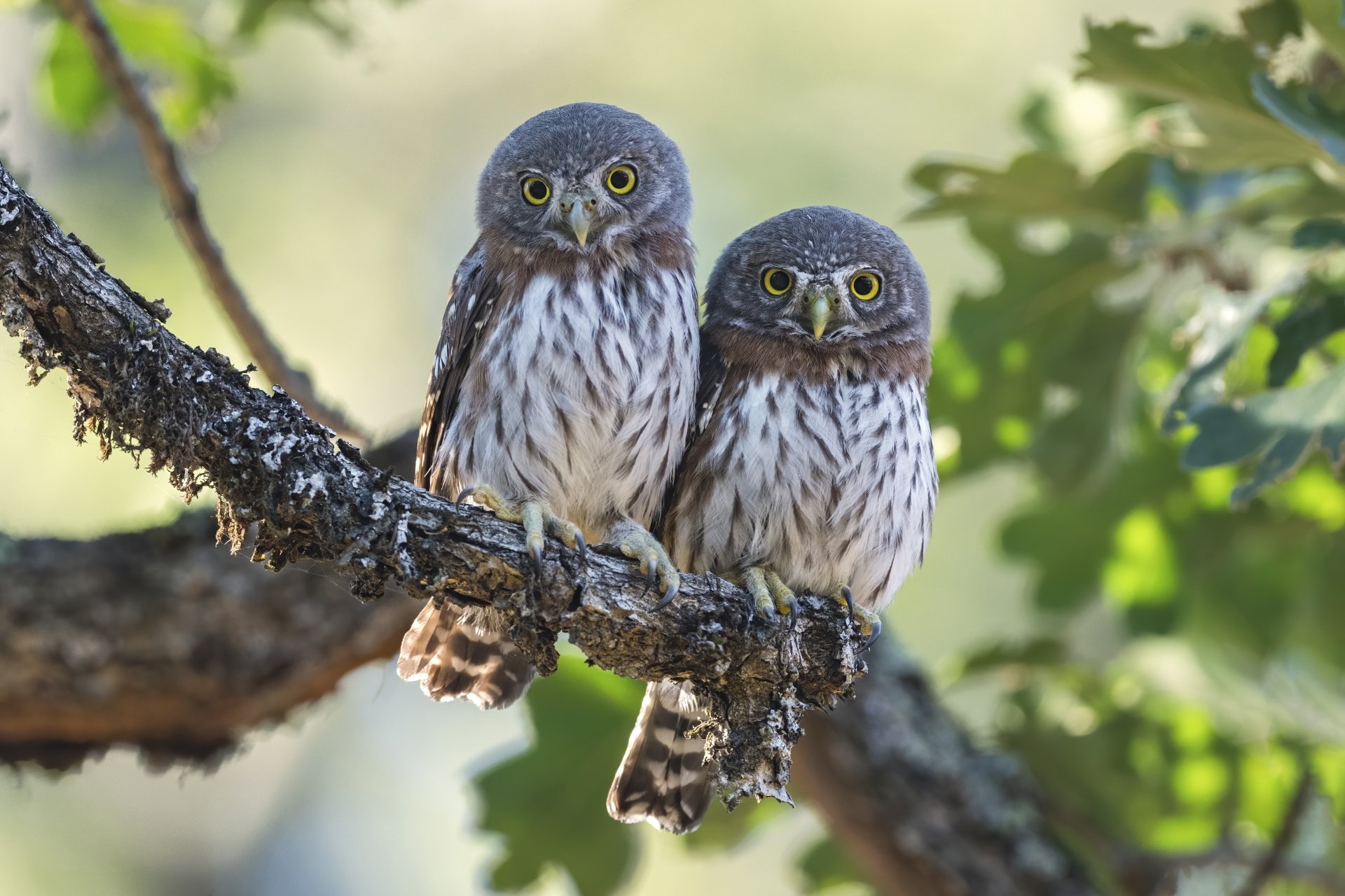 Download Animal Owl 4k Ultra HD Wallpaper | 5822x3881 | Wallpaper Abyss