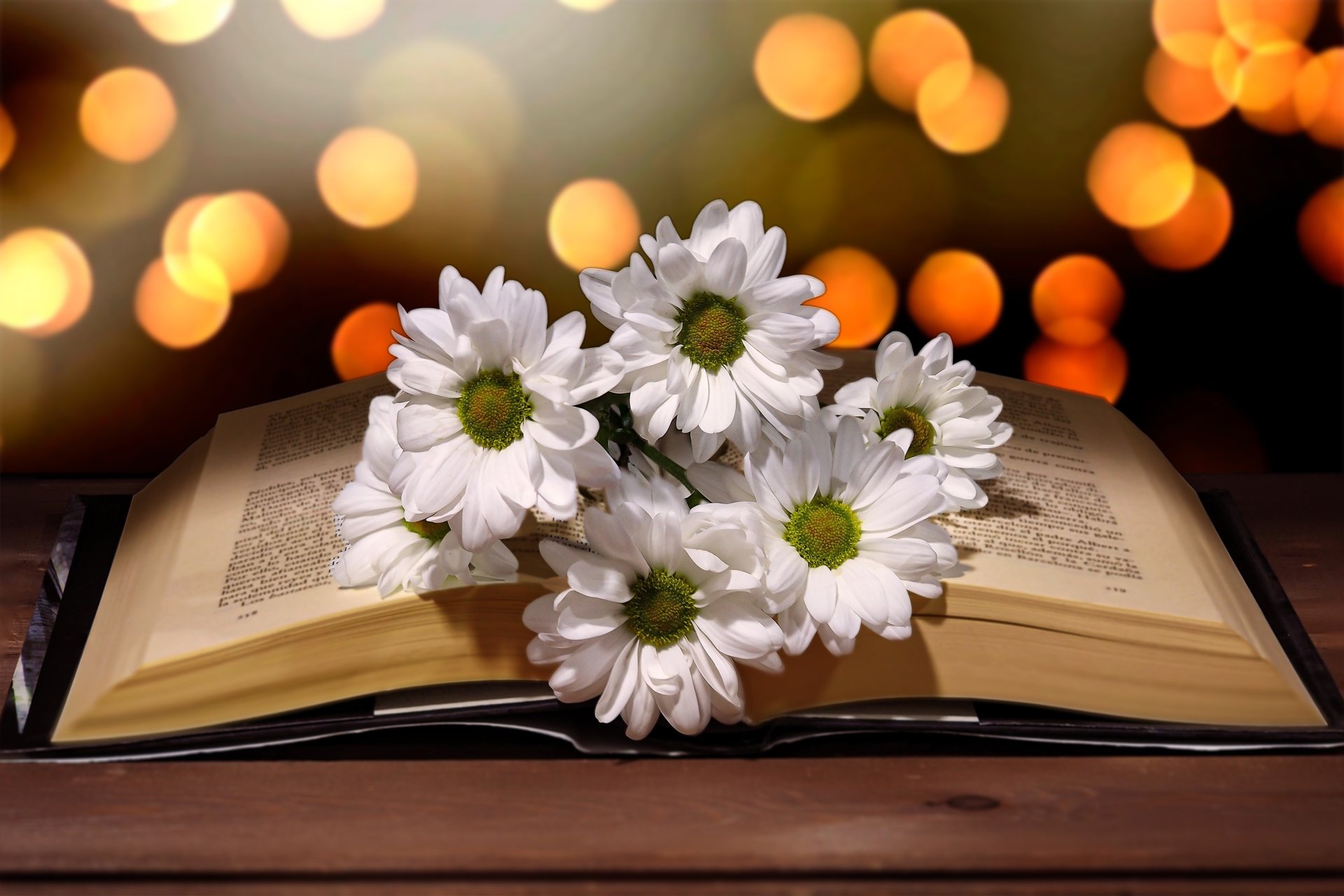 Download White Flower Man Made Book 4k Ultra HD Wallpaper