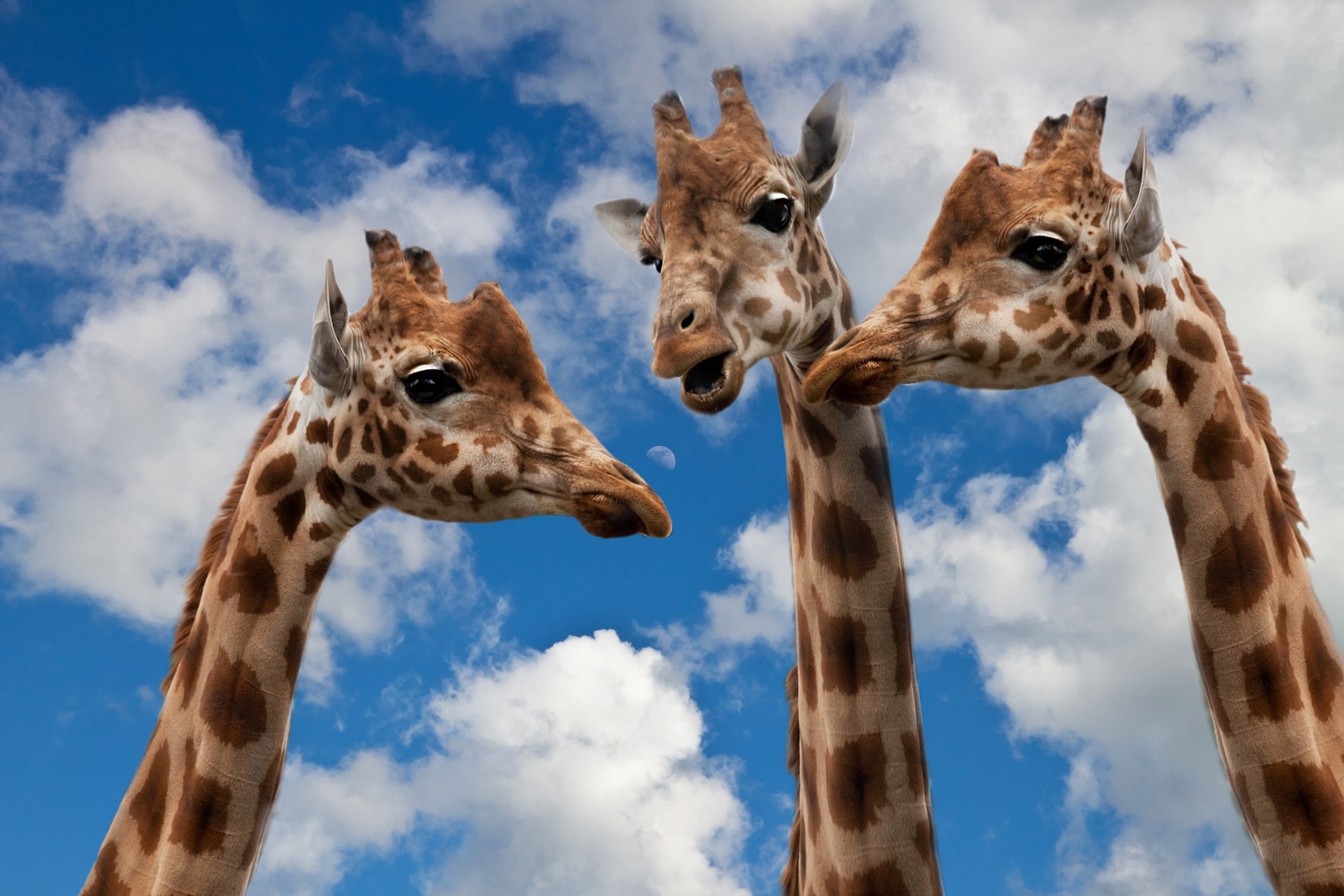 Download Animal Giraffe HD Wallpaper