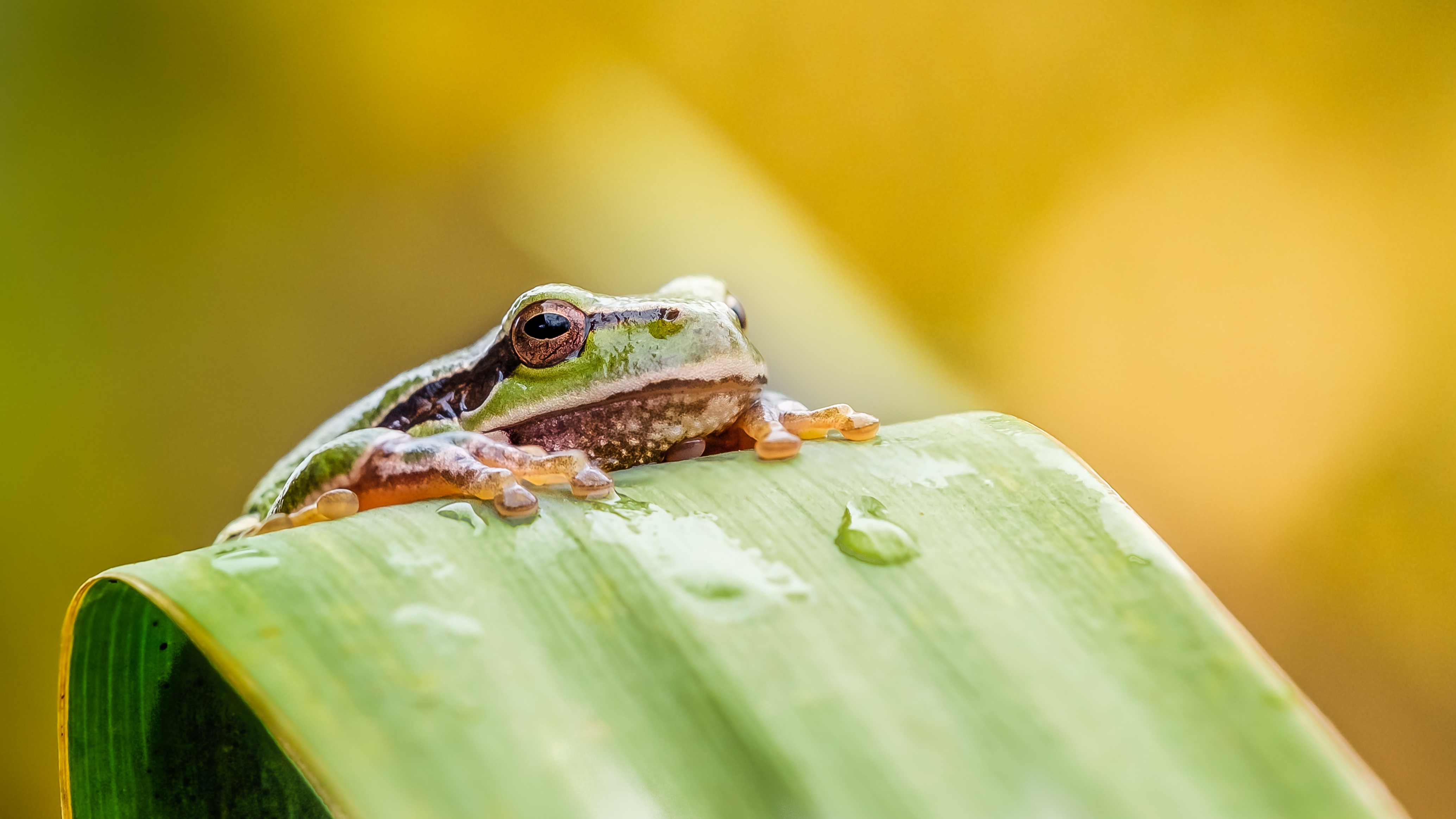 Frog 4k Ultra HD Wallpaper