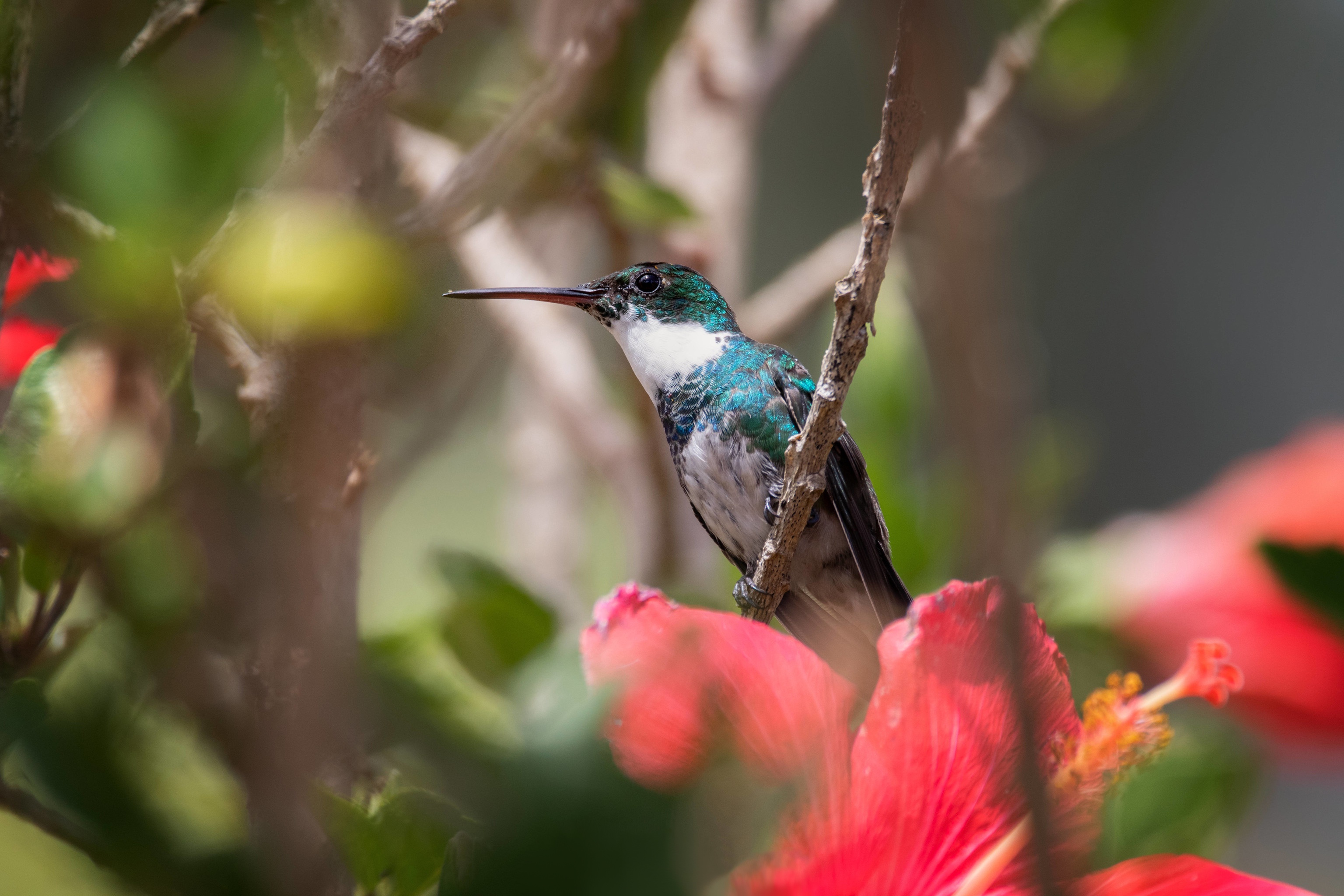 Hummingbird HD Wallpaper