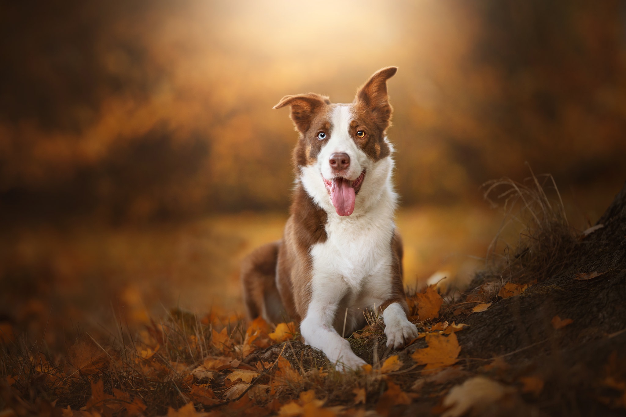 Dog HD Wallpaper