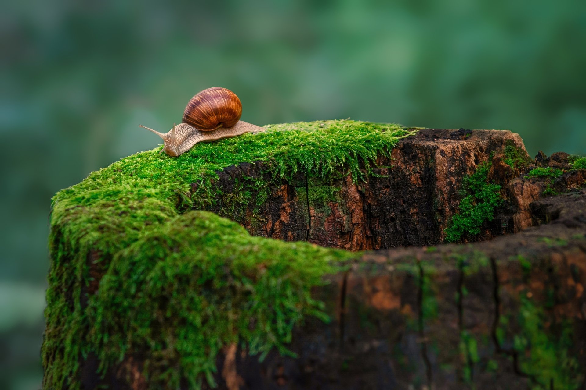 Download Stump Animal Snail HD Wallpaper