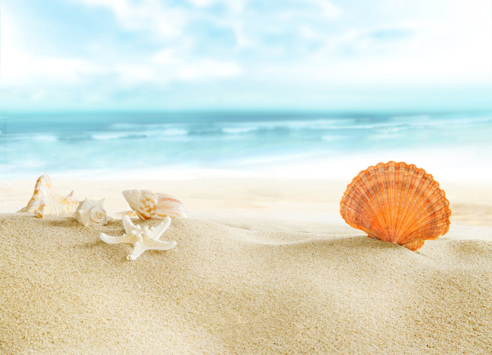 Download Sand Nature Shell 4k Ultra HD Wallpaper