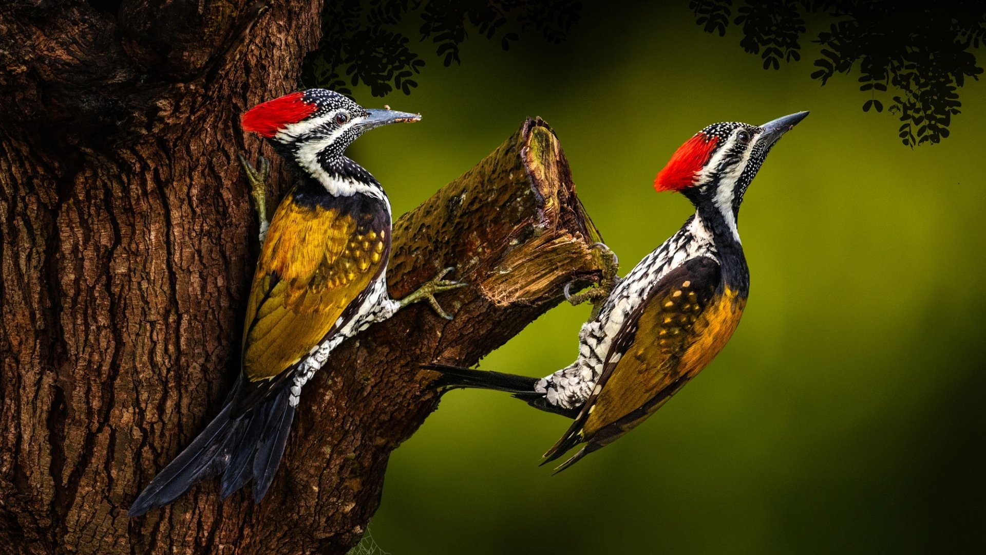 Download Animal Woodpecker HD Wallpaper