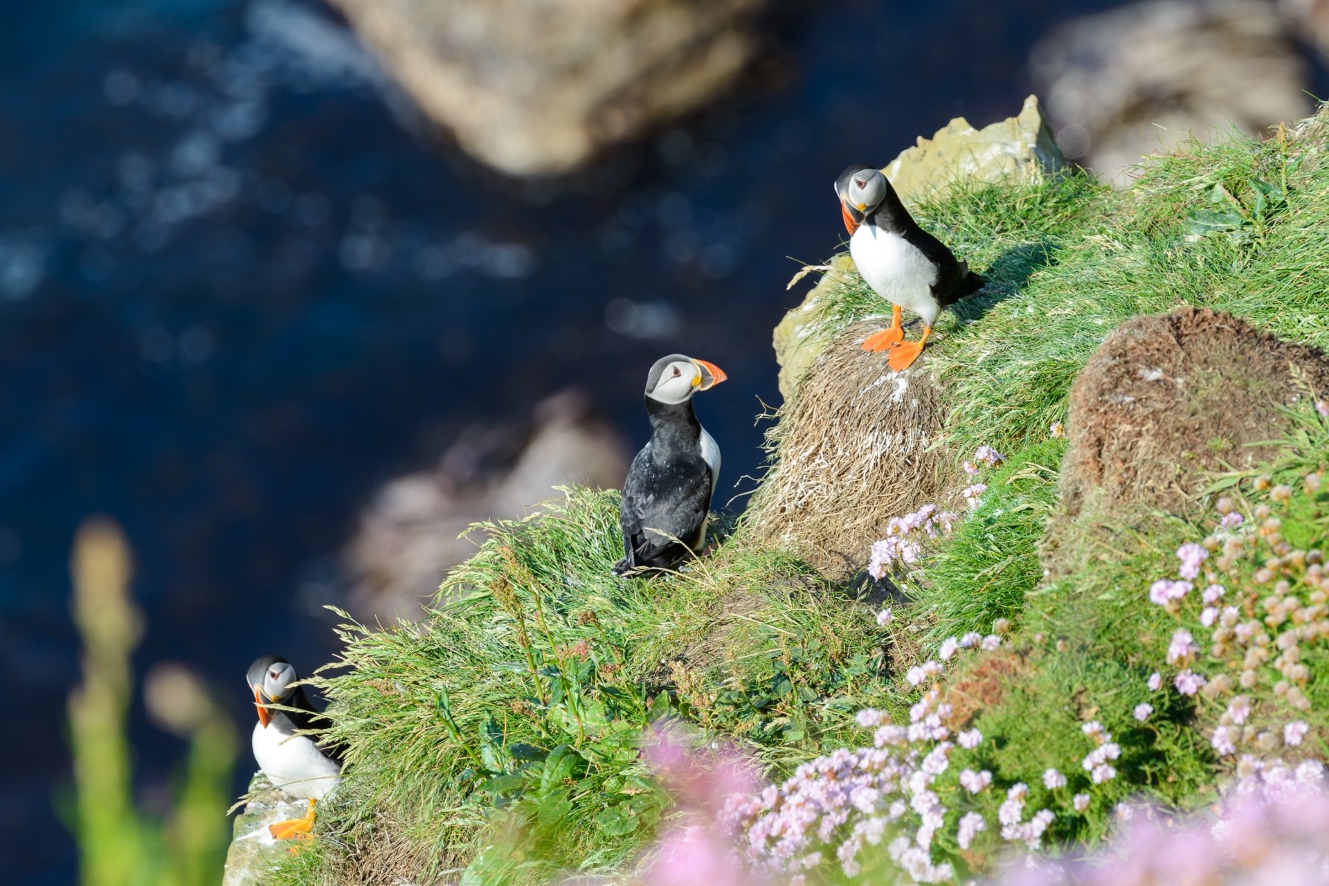 Download Animal Puffin HD Wallpaper | 3000x2000 | Wallpaper Abyss
