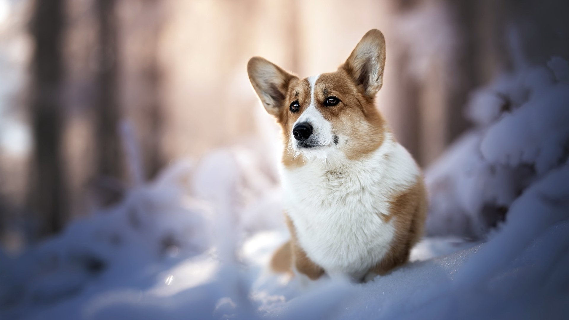 Download Animal Corgi HD Wallpaper