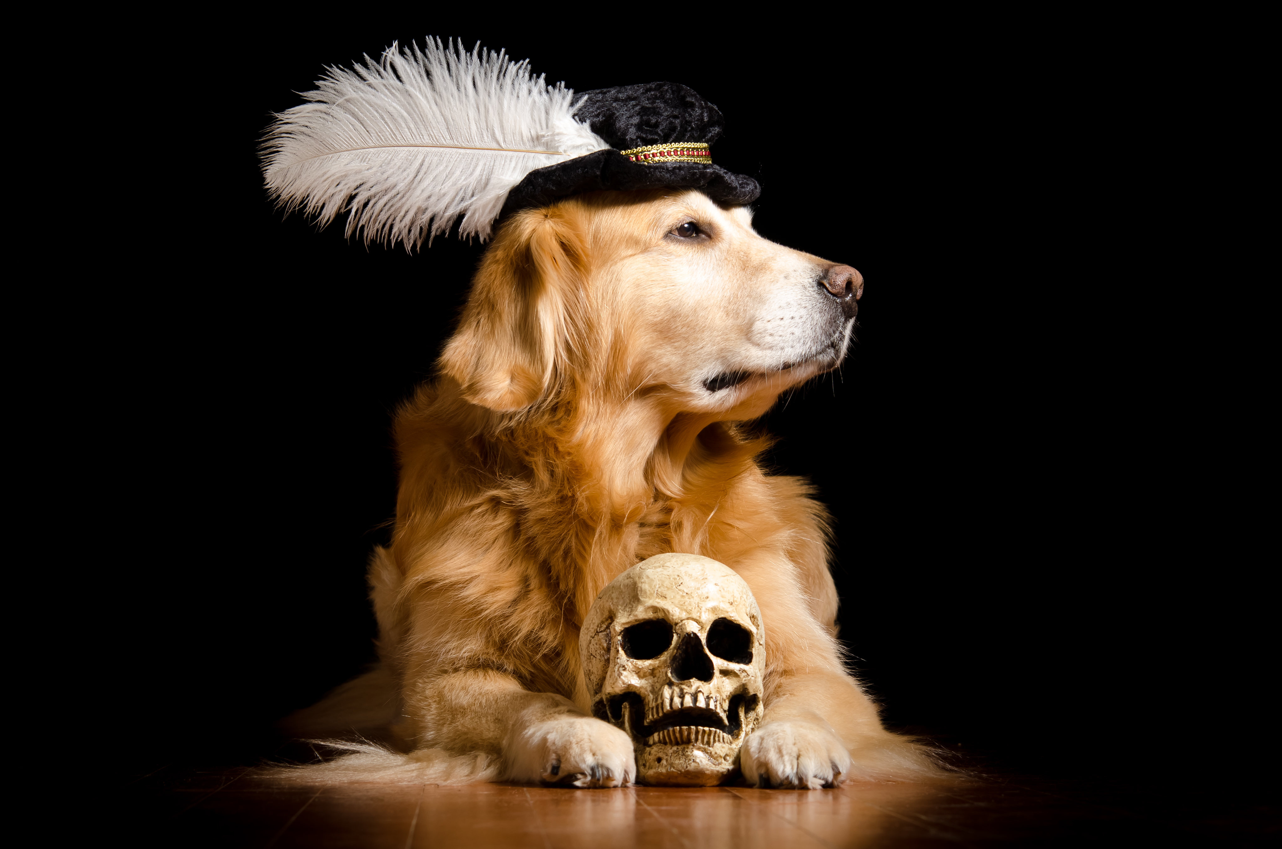 Animal Golden Retriever 4k Ultra HD Wallpaper