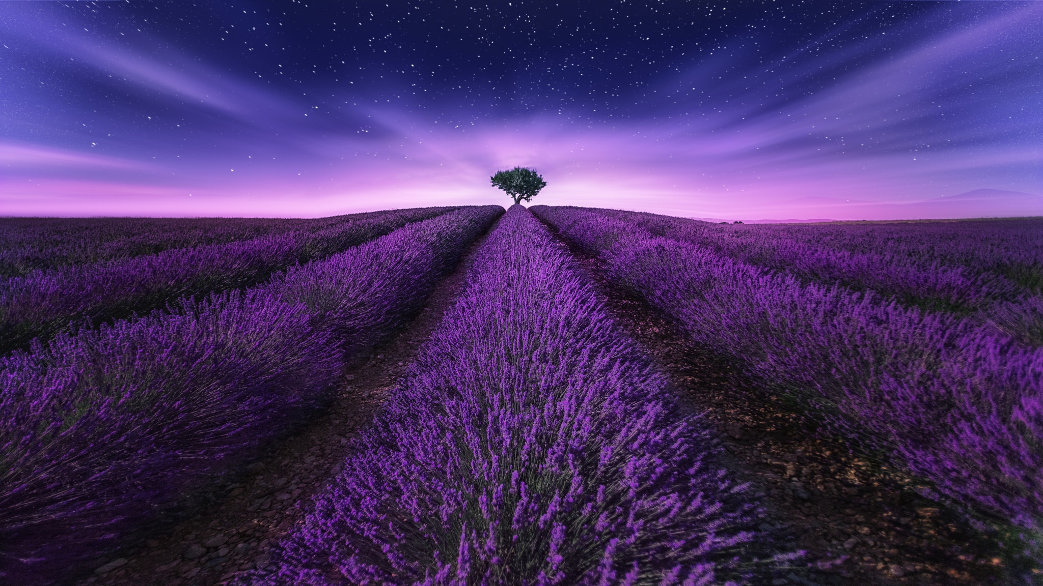 Download Purple Flower Field Nature Lavender HD Wallpaper