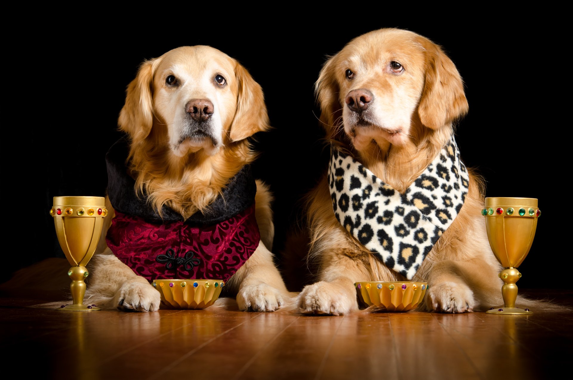 Golden Retrievers Majesty: Stunning 4K Ultra HD Animal Portrait ...