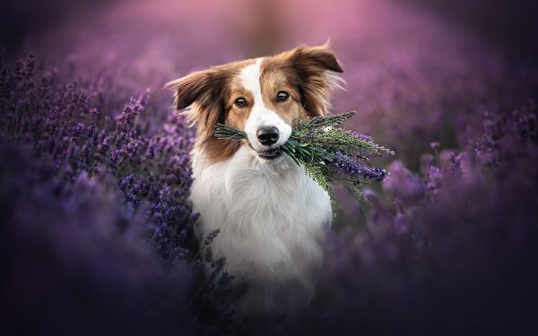 Cyan Dog on Yellow and Pink HD Wallpaper | Background Image | 3219x2146