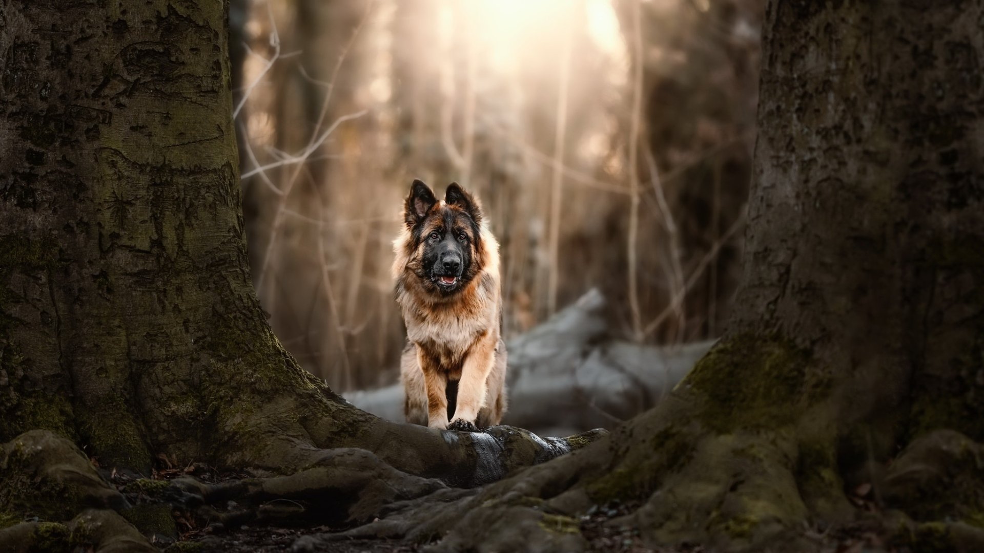 Download Animal German Shepherd HD Wallpaper