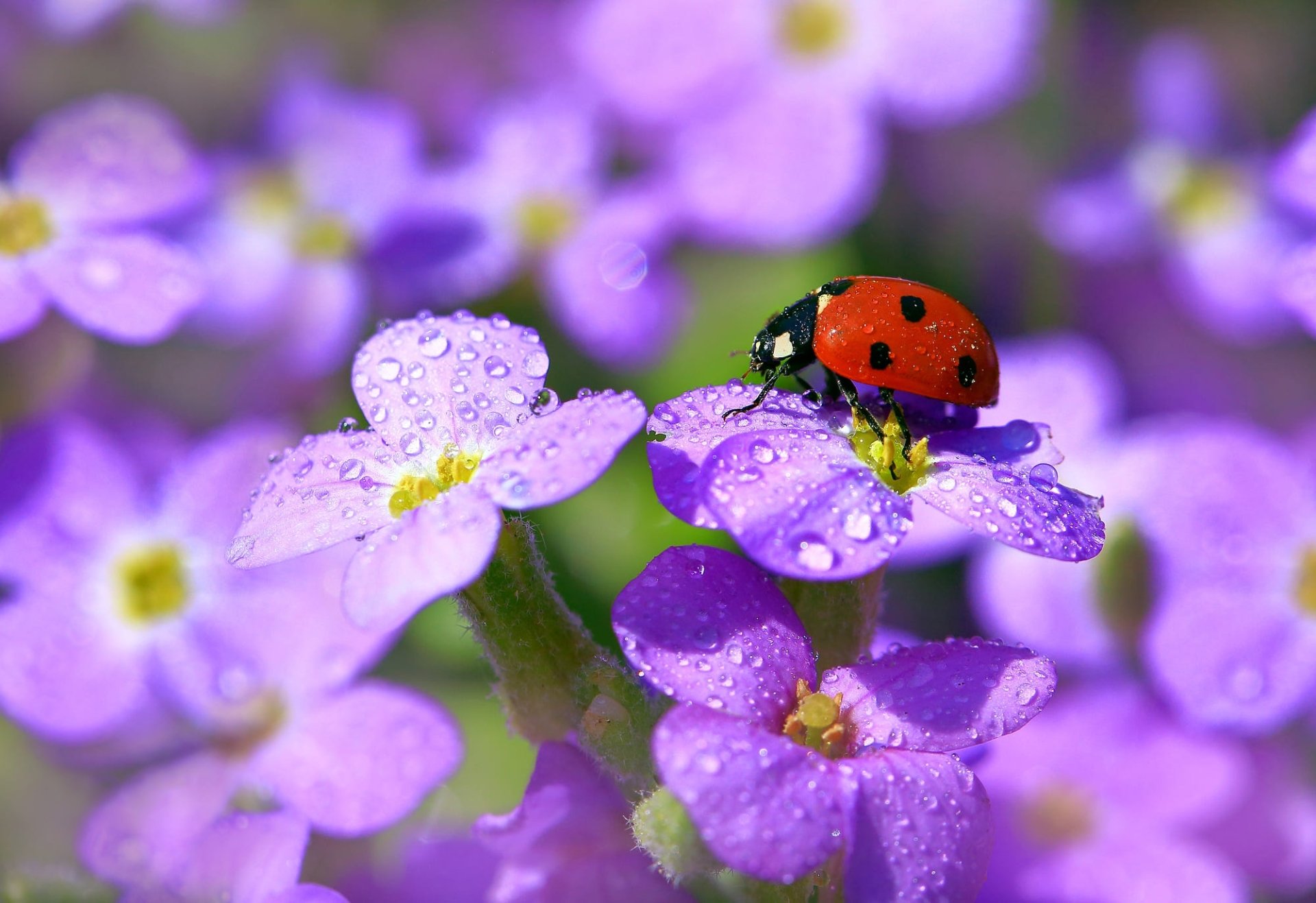 Download Purple Flower Macro Animal Ladybug HD Wallpaper