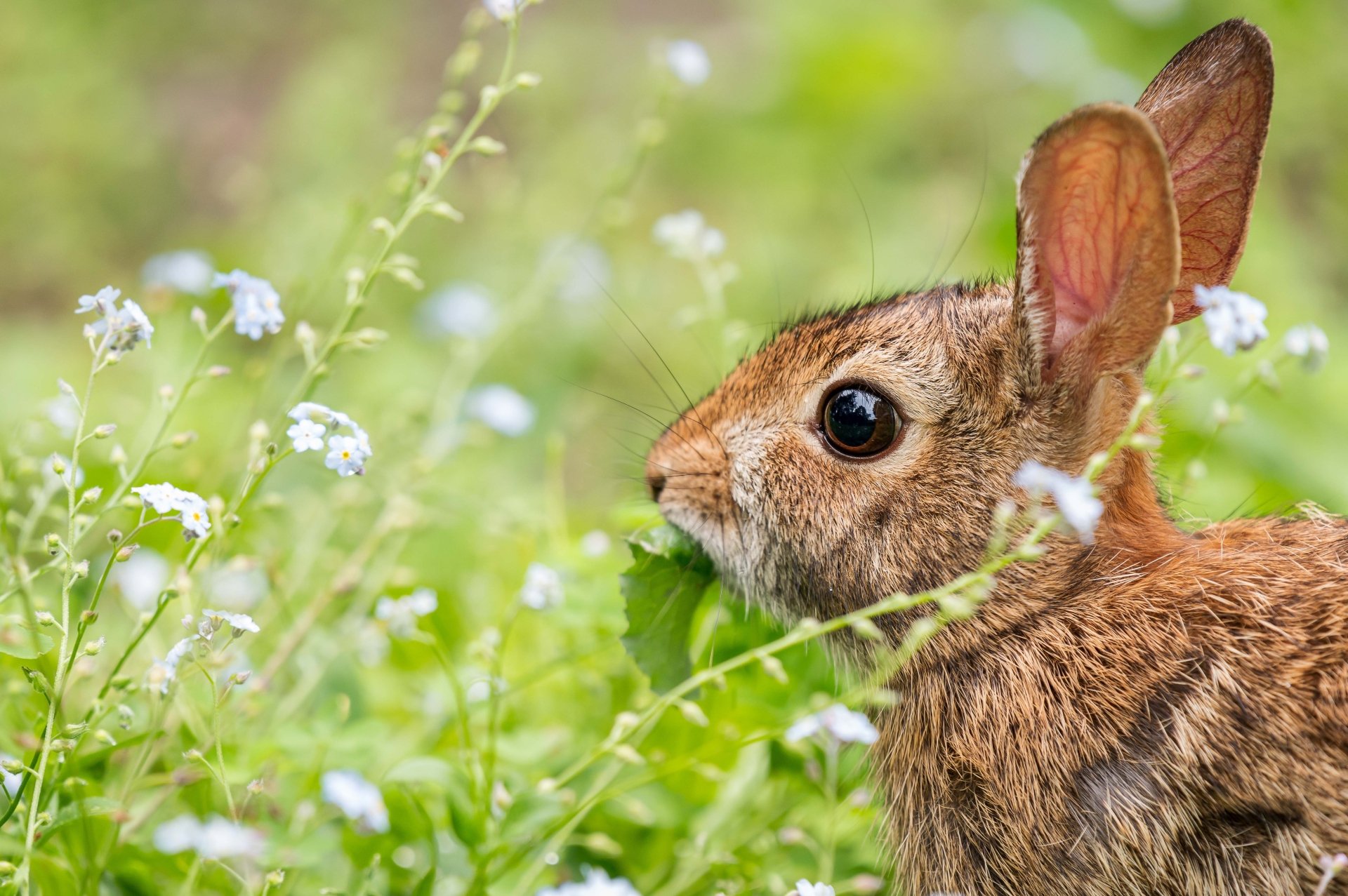 Download Animal Rabbit 4k Ultra HD Wallpaper