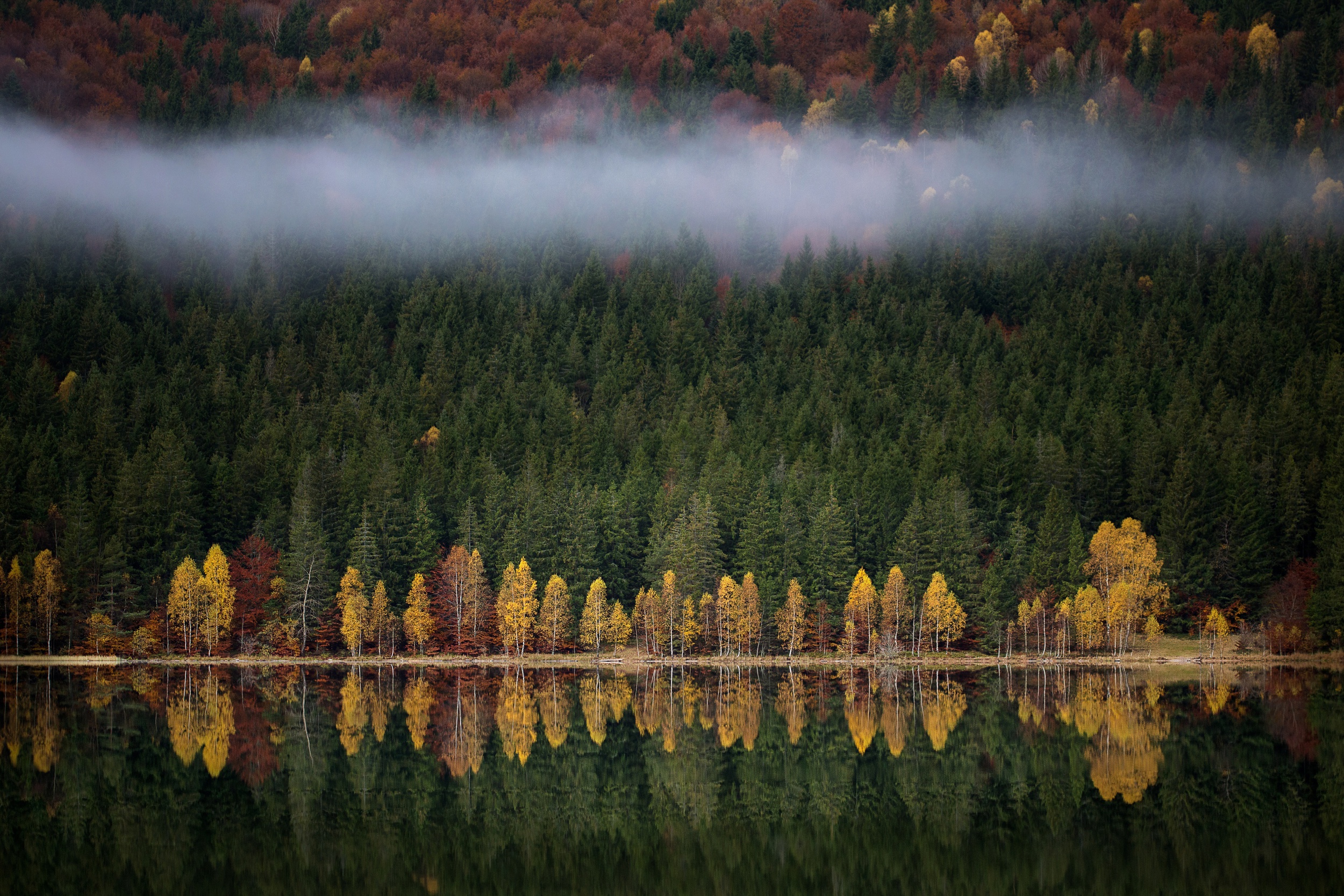 Download Forest Nature Reflection HD Wallpaper