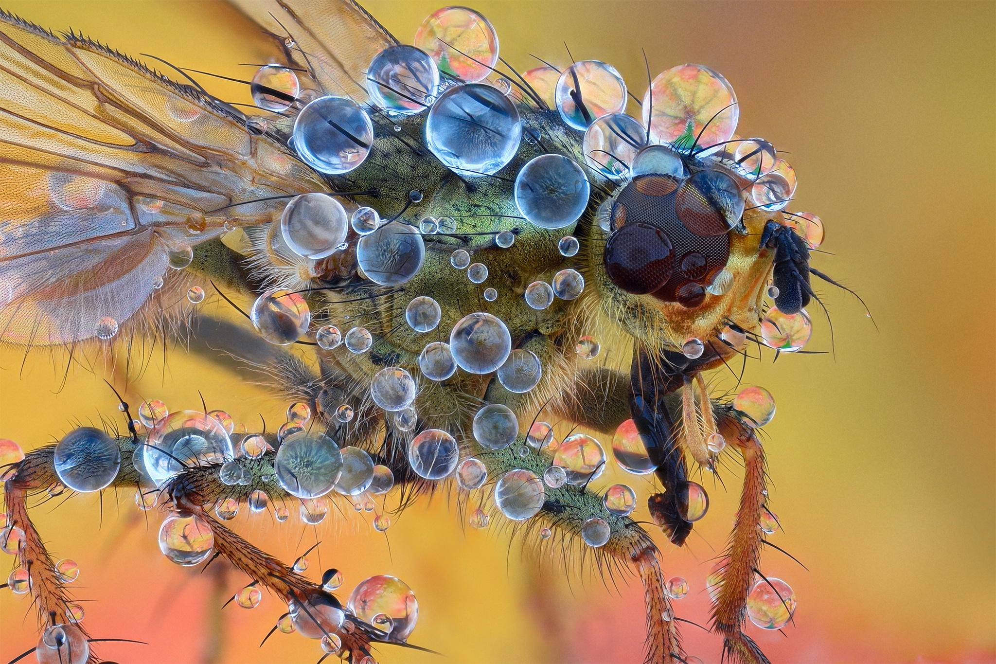 Download Macro Water Drop Animal Fly HD Wallpaper