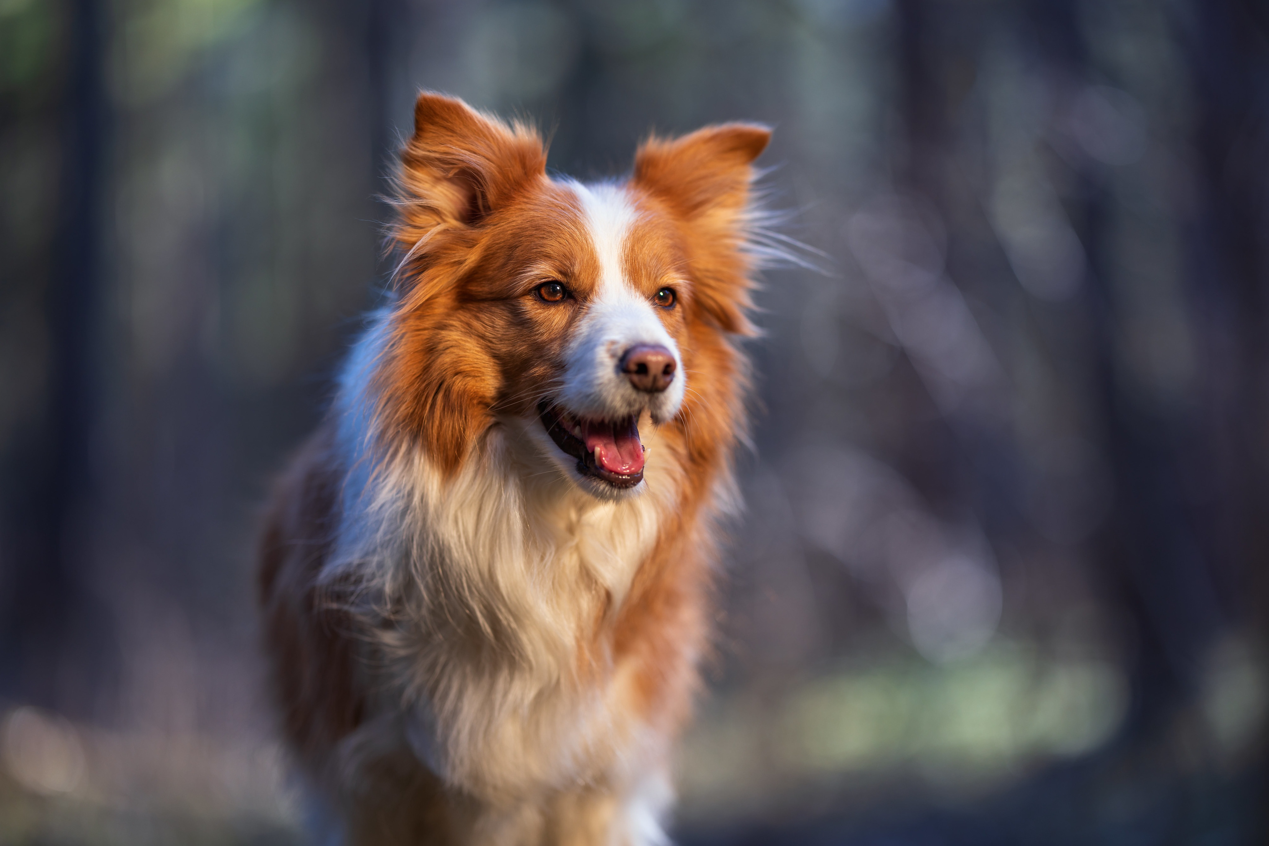 Dog 4k Ultra HD Wallpaper