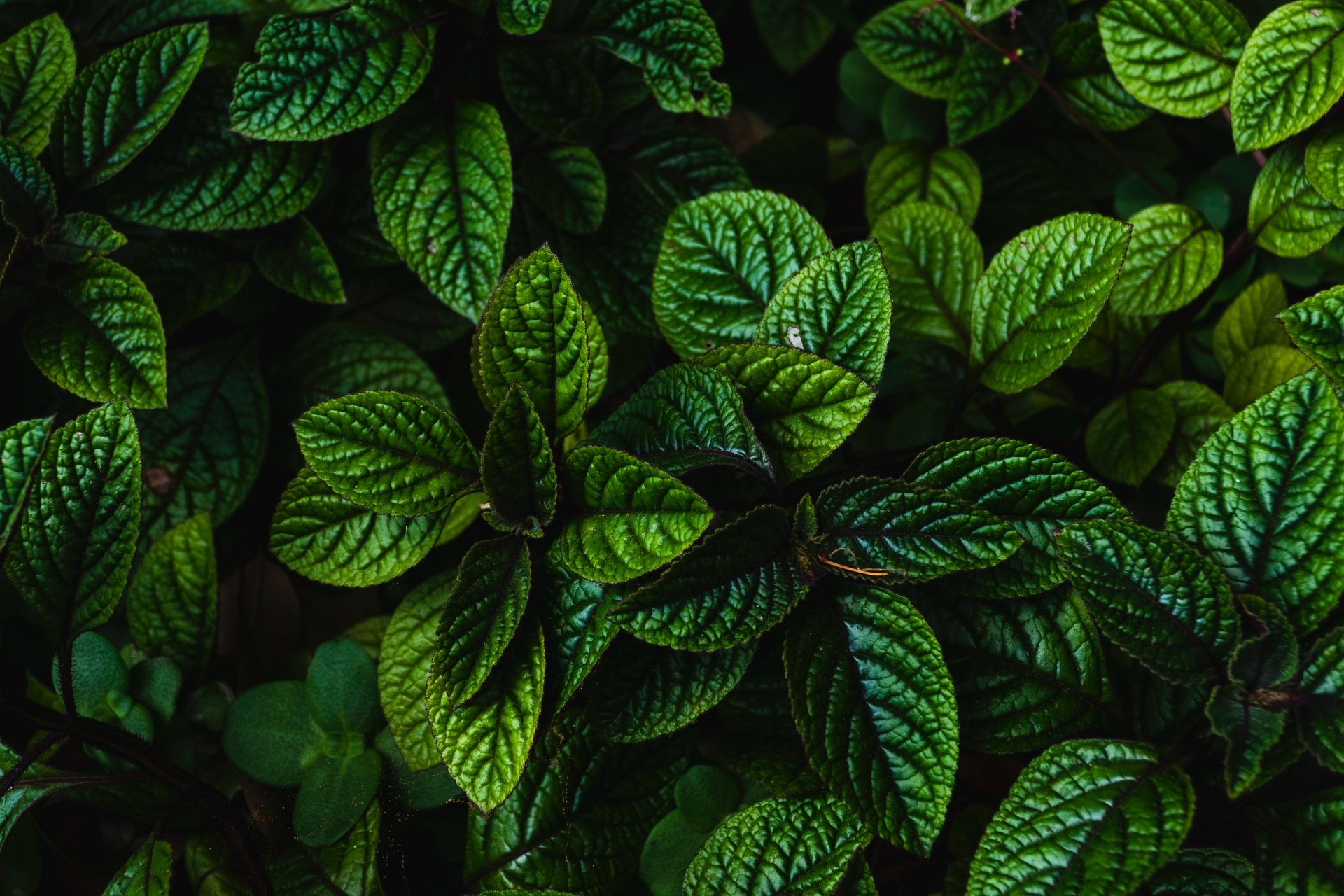 Download Nature Leaf 4k Ultra HD Wallpaper