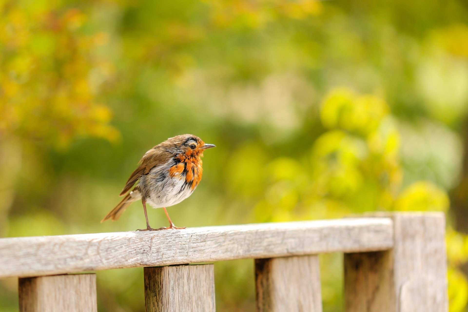 Download Animal Robin HD Wallpaper