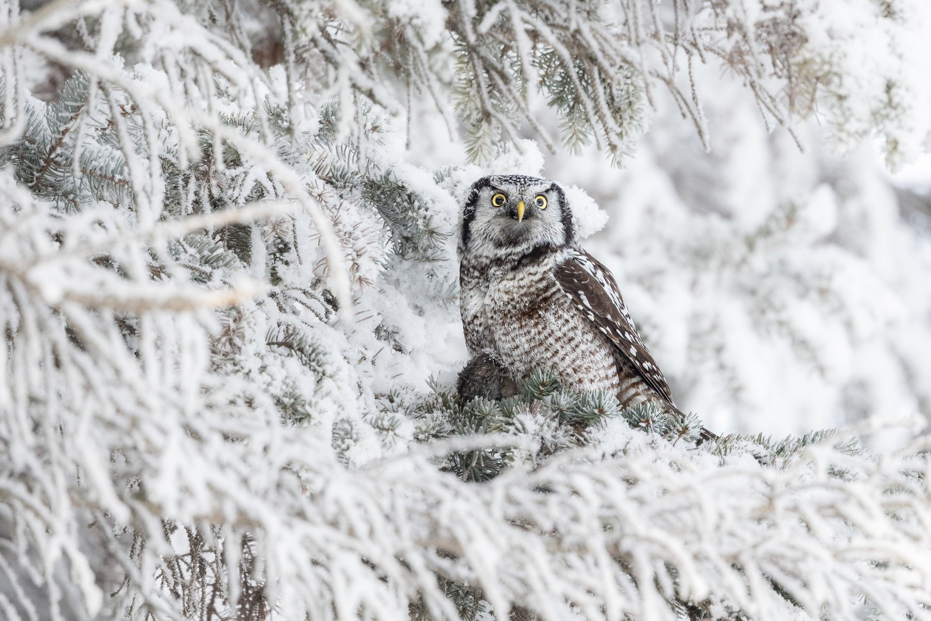 Download Animal Owl 4k Ultra HD Wallpaper | 4095x2730 | Wallpaper Abyss
