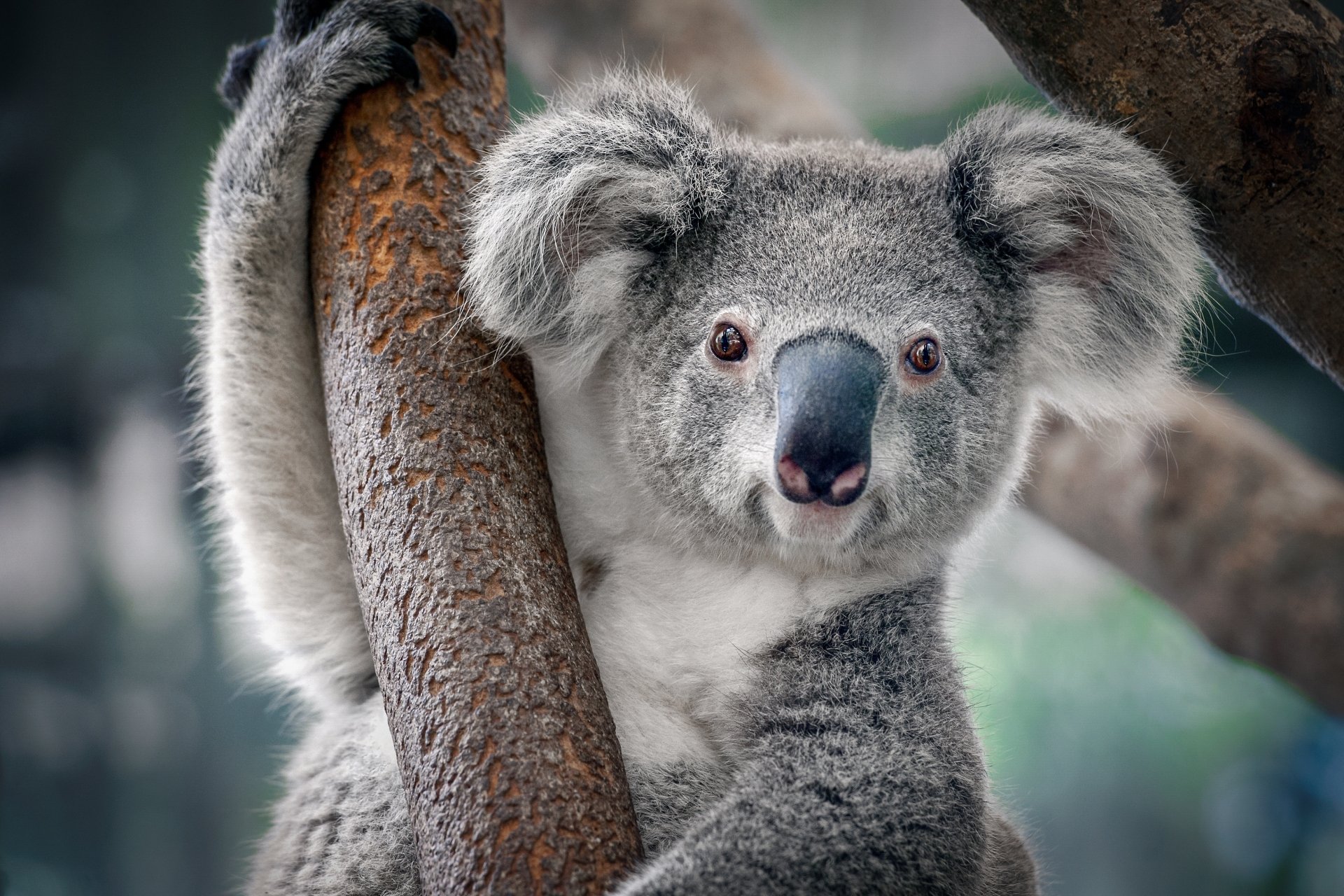 4K Ultra HD Koala Close-Up – Nature’s Gentle Climber in Stunning Detail