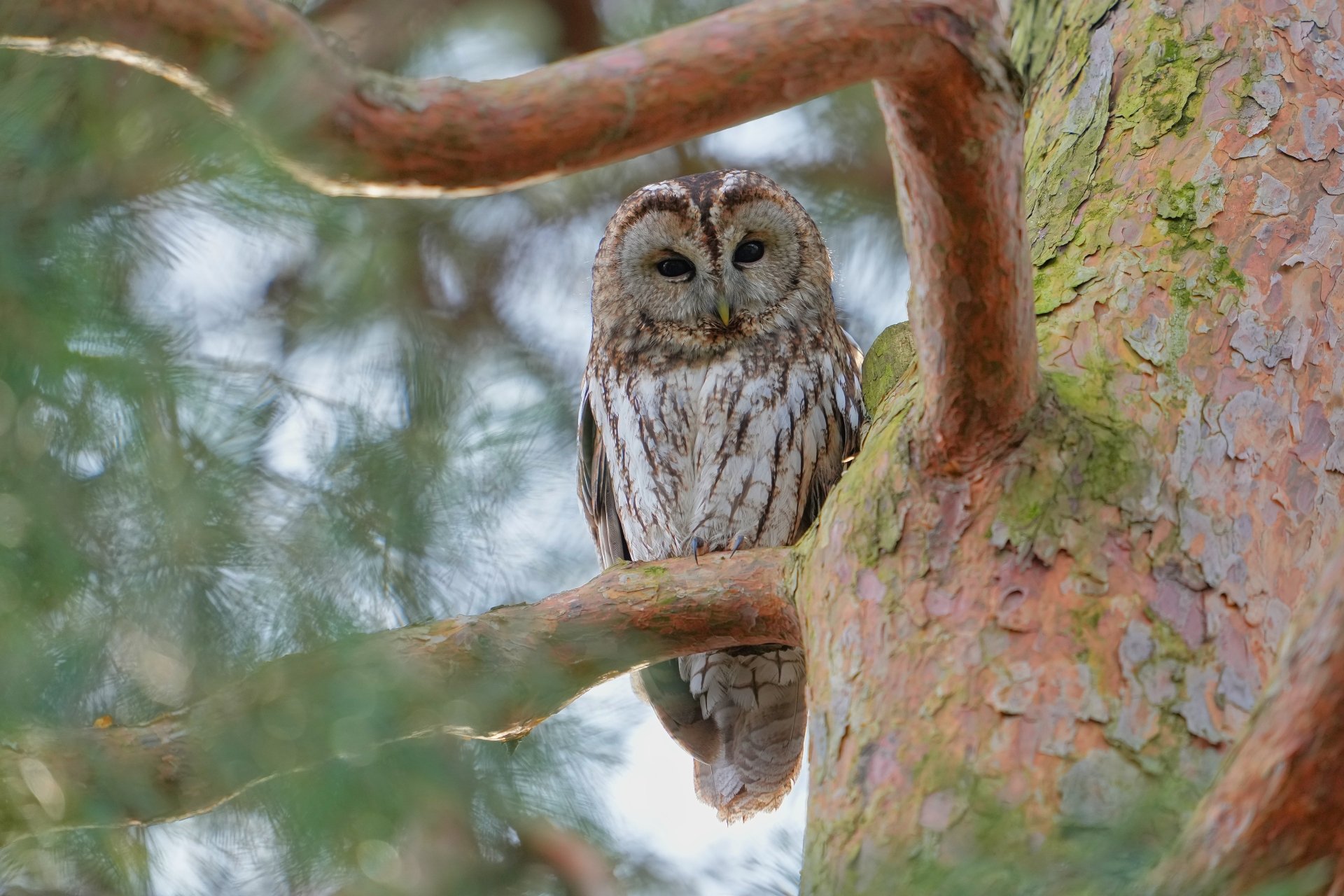 Download Animal Owl 8k Ultra HD Wallpaper