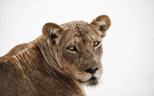 [30+] Lioness Wallpapers