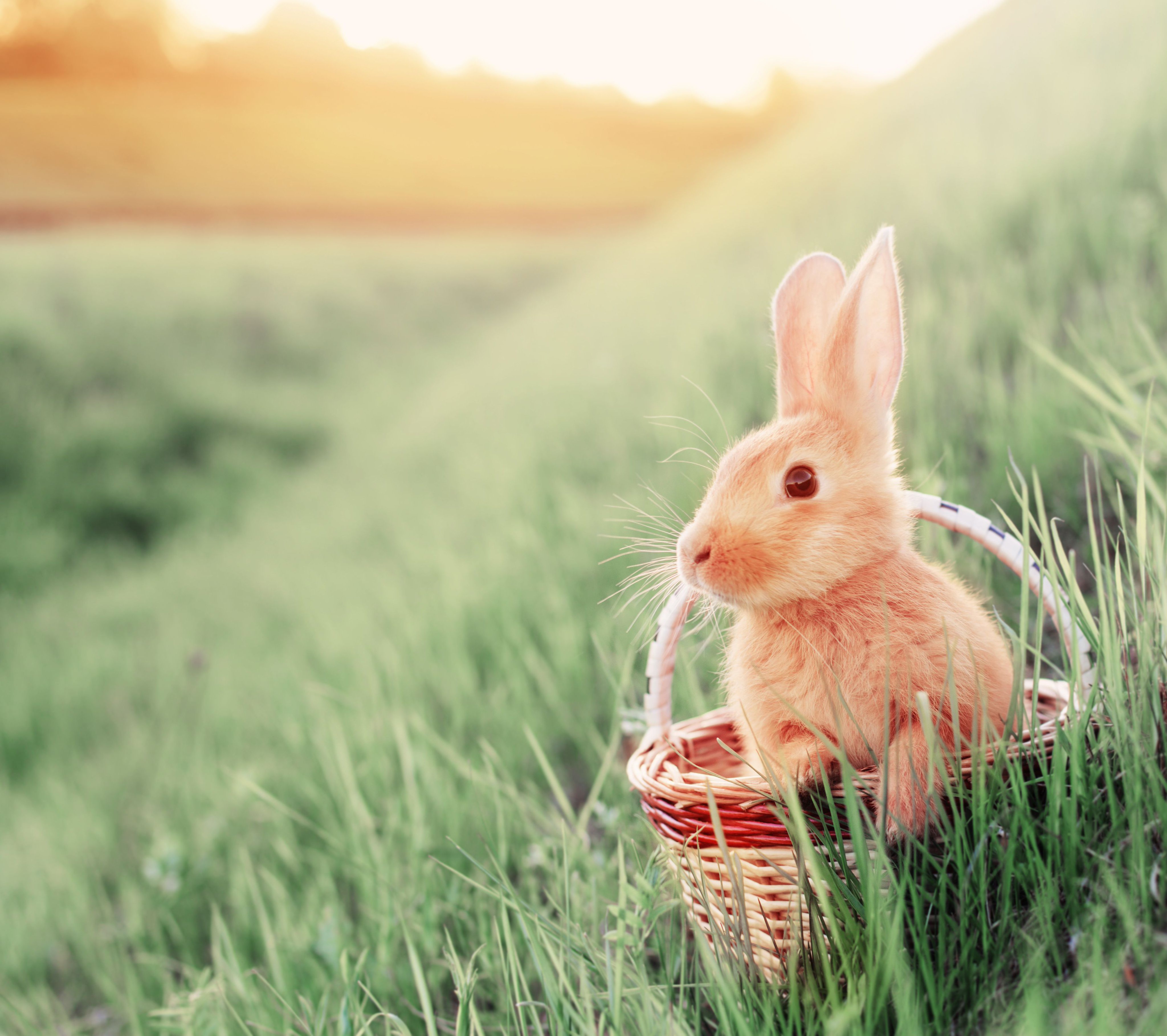 Download Animal Rabbit 4k Ultra HD Wallpaper