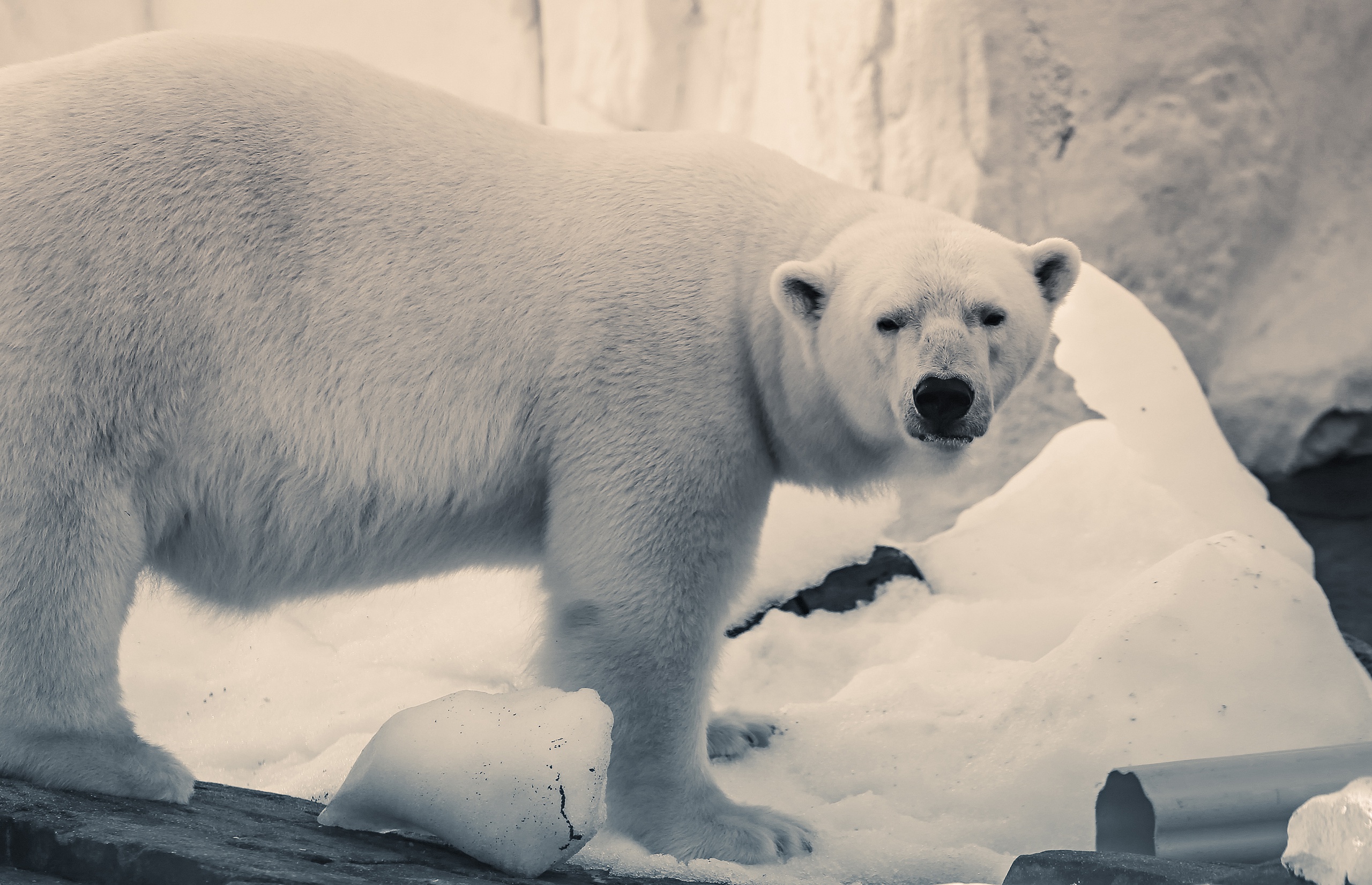 Download Animal Polar Bear HD Wallpaper
