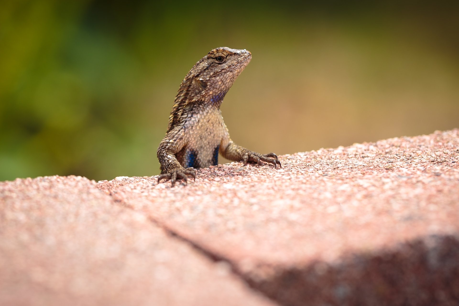 Download Animal Lizard HD Wallpaper