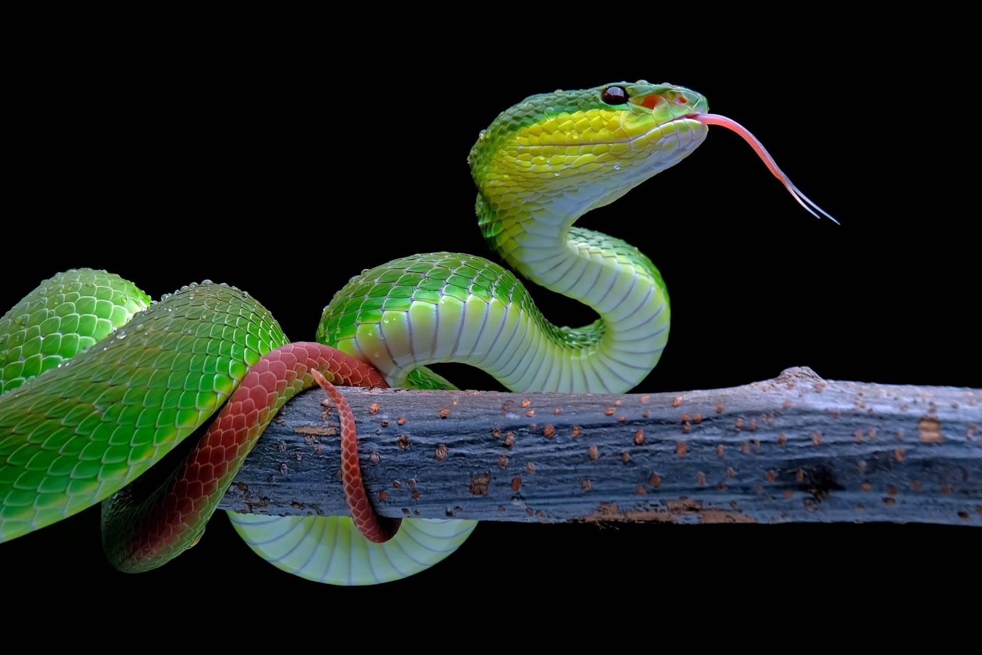 Download Animal Snake HD Wallpaper | 2000x1333 | Wallpaper Abyss